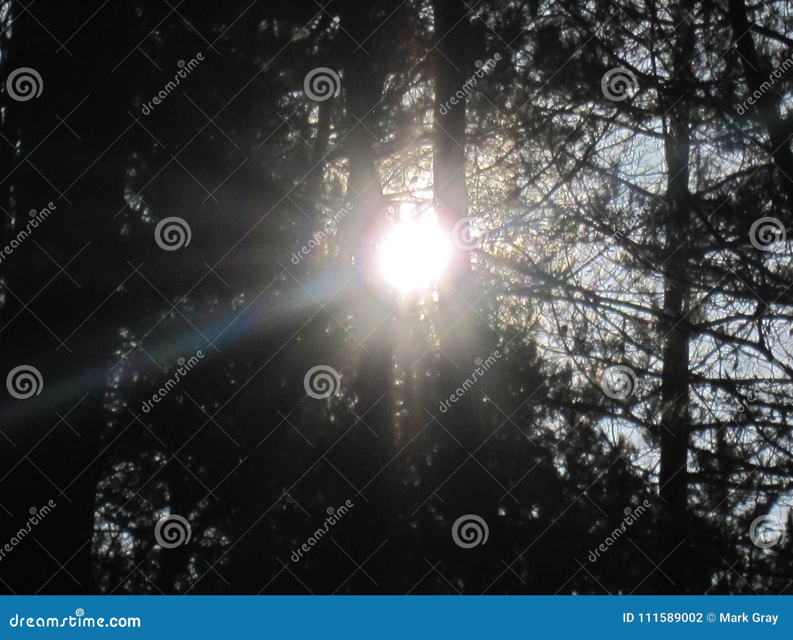 Peeping Sun stock photo. Image of woodland, peeping - 111589002