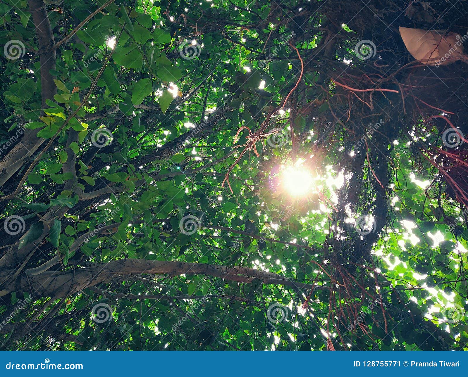 Peeping Sun through the Branches Stock Image - Image of penetrating ...
