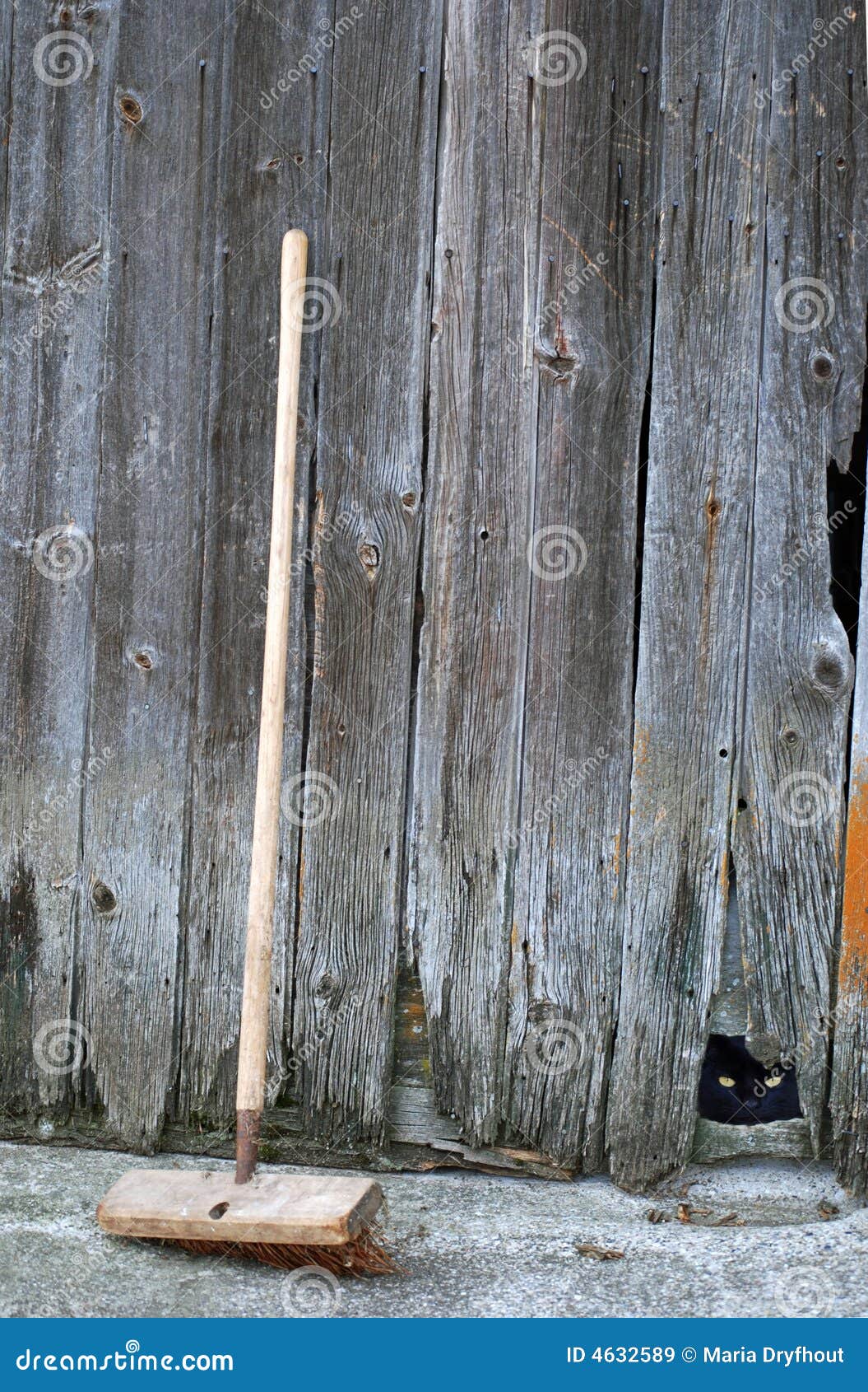 Peeping Tom stock image. Image of cement, farmland, animal - 4632589
