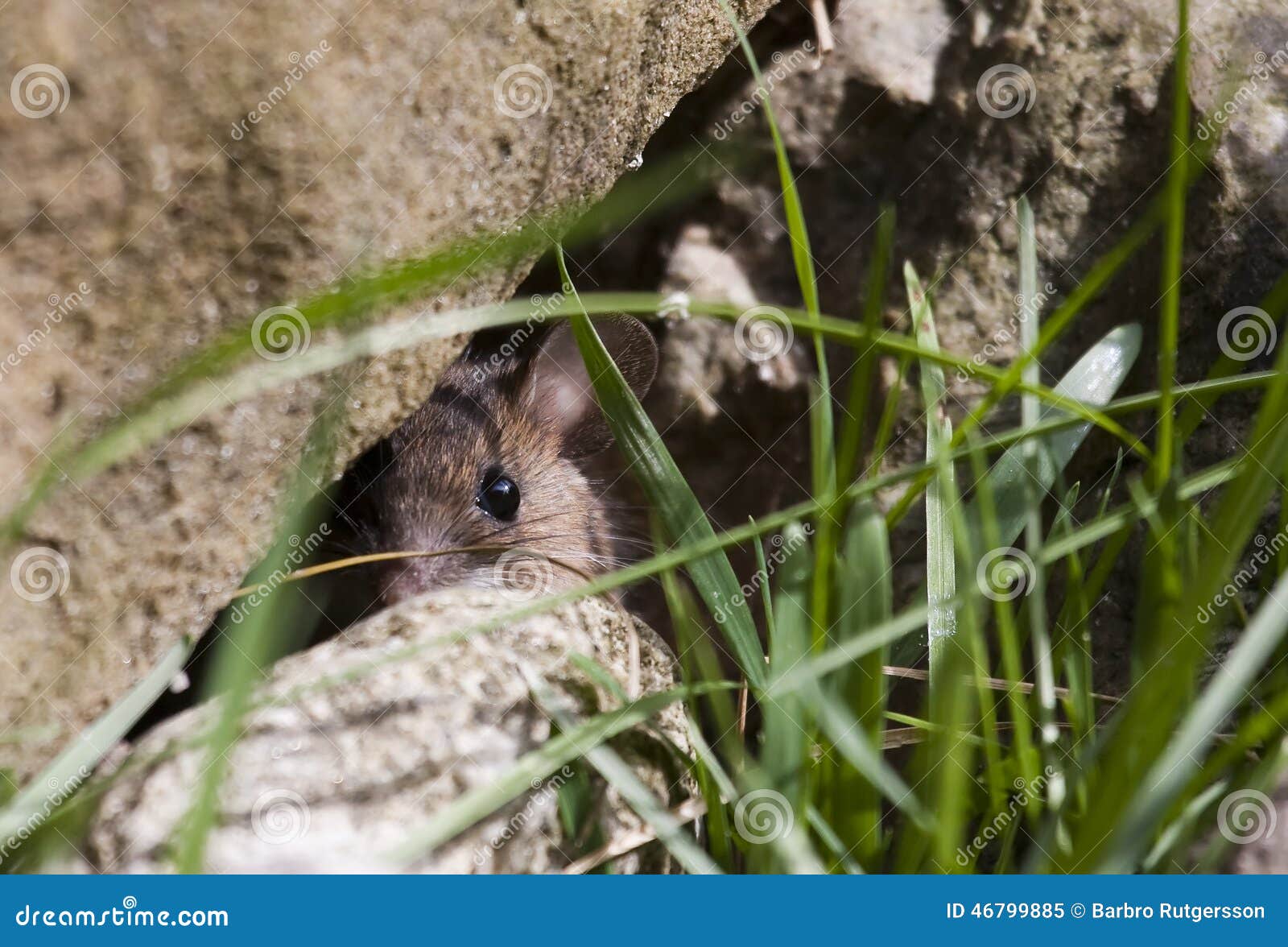 Peeping tom stock image. Image of animal, peeping, look - 46799885