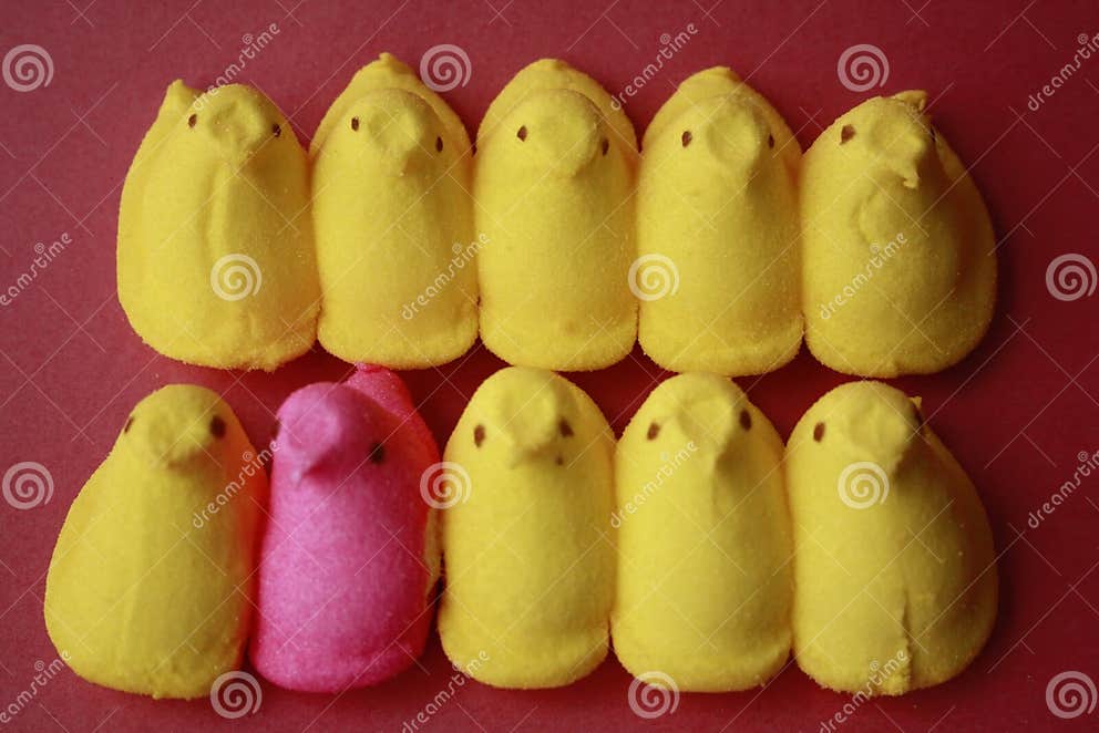 Peeps Chicks One Pink in a Row of Yellow Stock Photo - Image of chicks ...