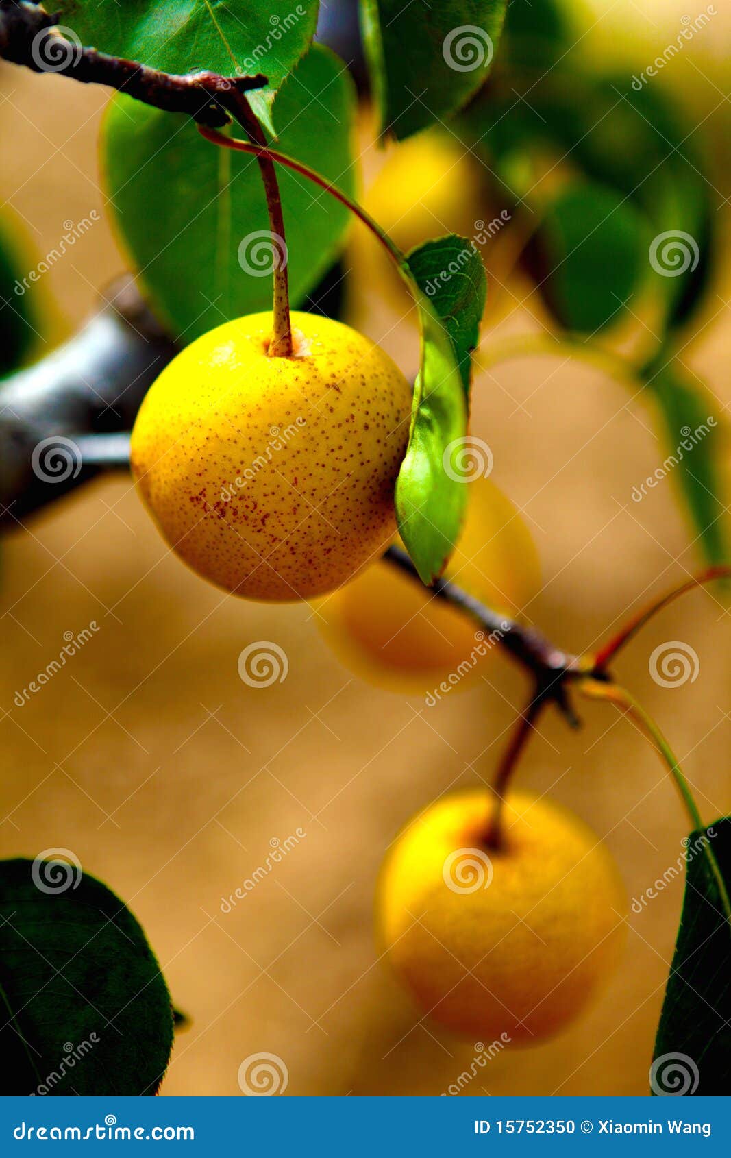 Peer stock foto. Image of vrucht, groen, gezondheid, peer - 15752350