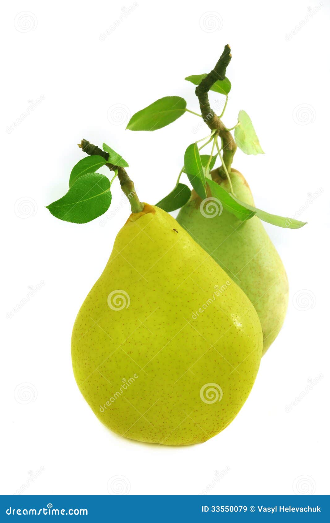 Peer stock afbeelding. Image of zwart, wild, studio, vegetariër - 33550079