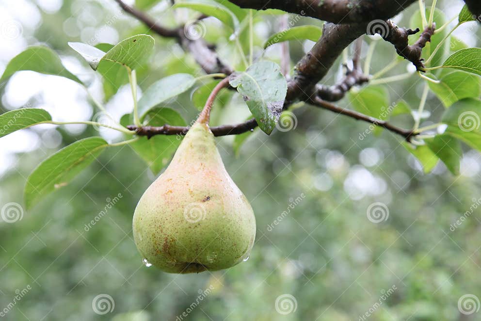 Peer stock afbeelding. Image of oogst, geïsoleerd, boom - 92224409