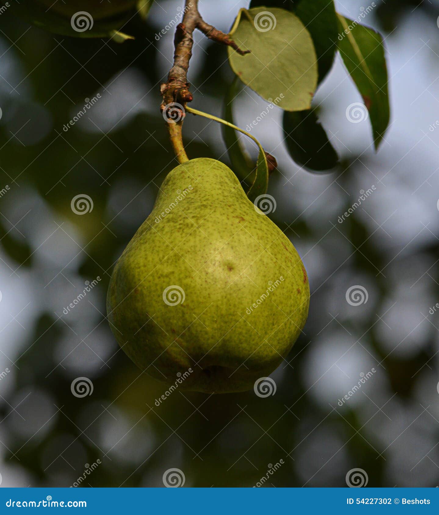 Peer Het Groeien Op Een Boom Stock Foto - Image of veganistisch, peer ...