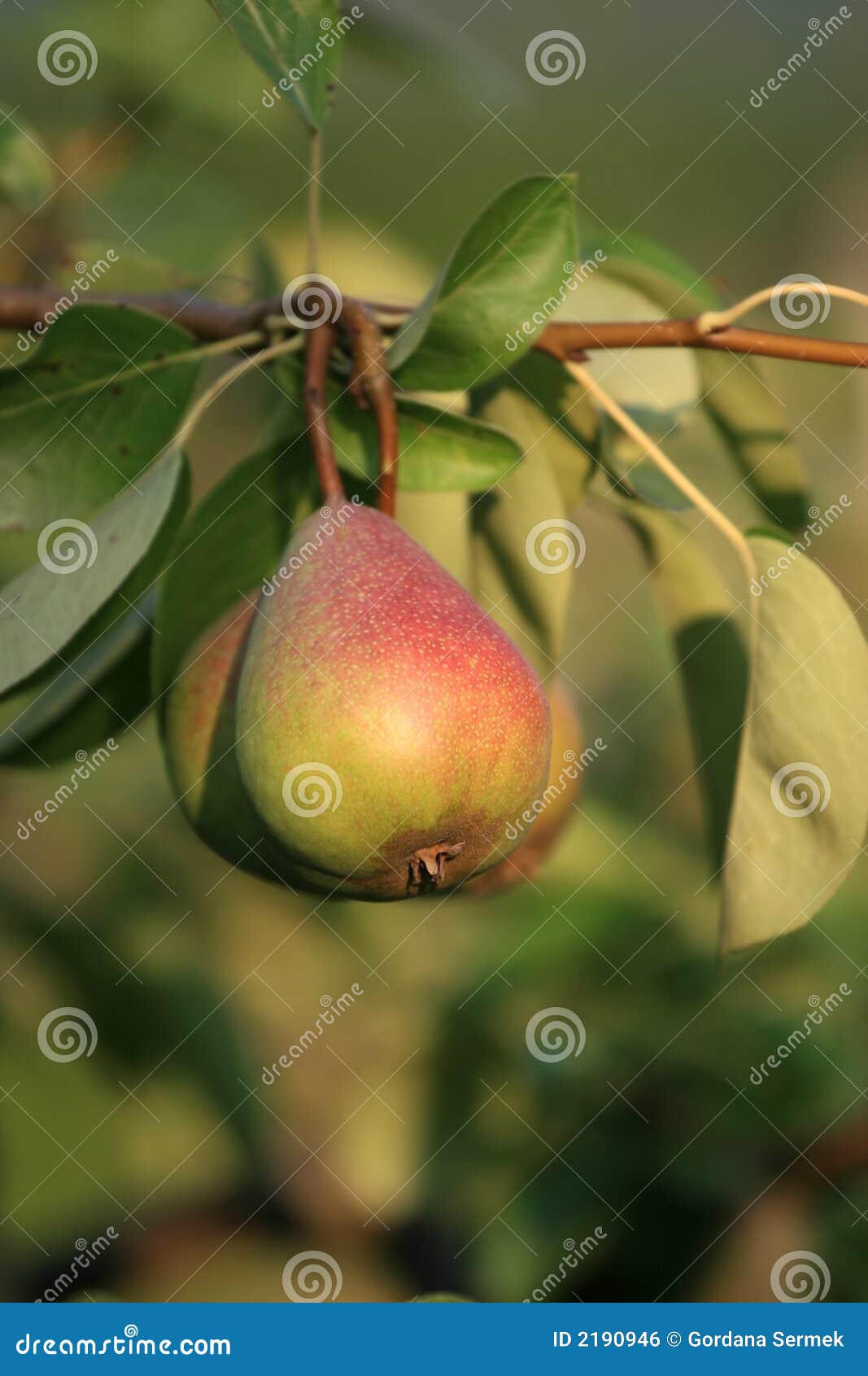 Peer op boom stock foto. Image of enkelvoudig, blad, snack - 2190946