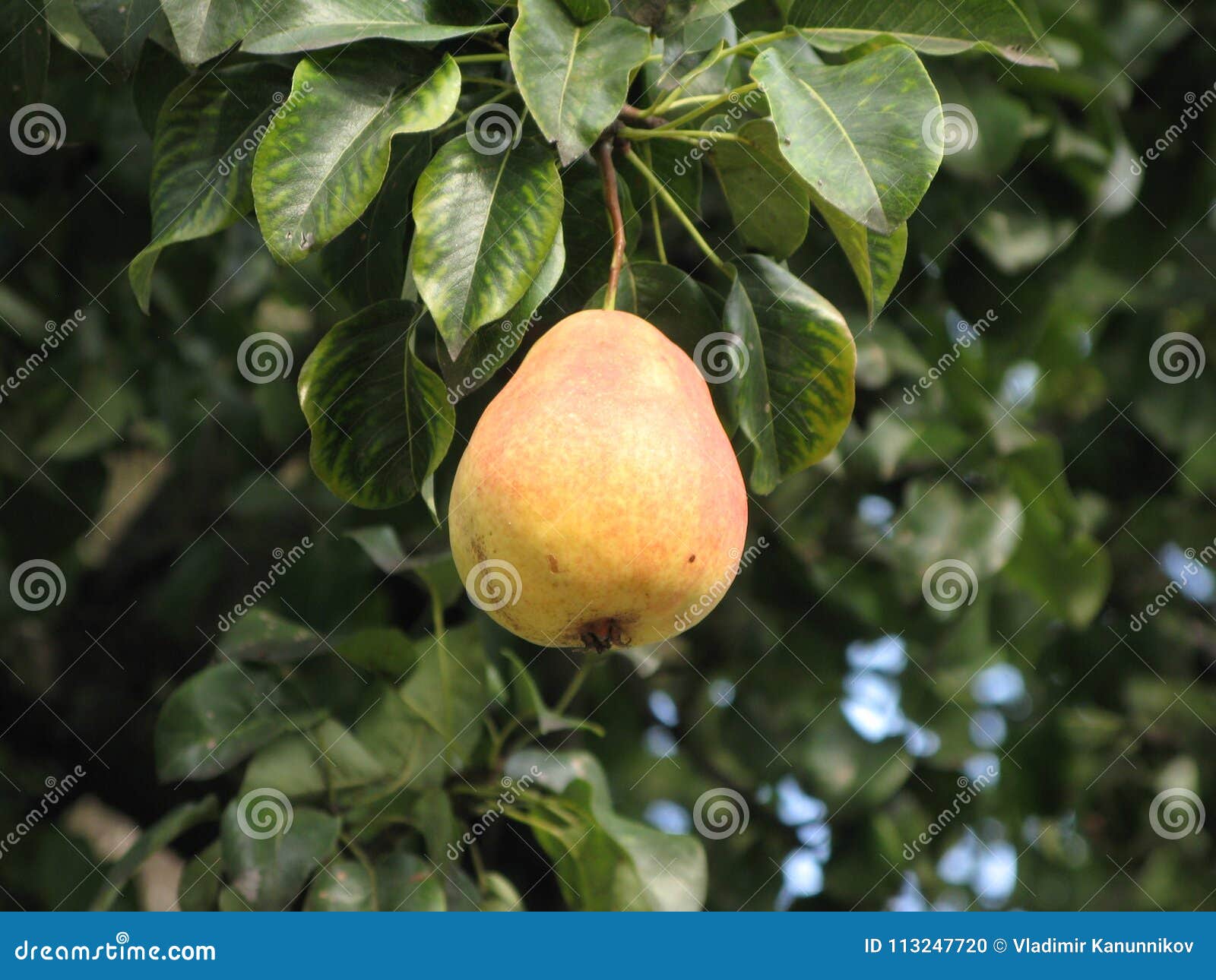 Peer op de boom stock foto. Image of peer, tuin, fruitig - 113247720