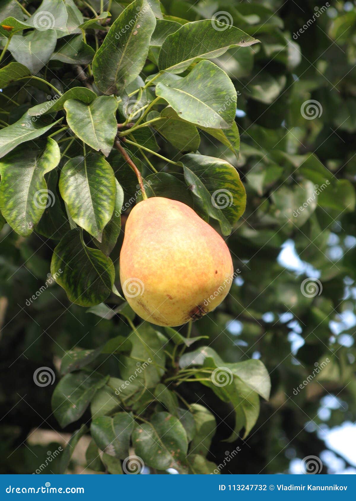 Peer op de boom stock foto. Image of sierlijk, peren - 113247732