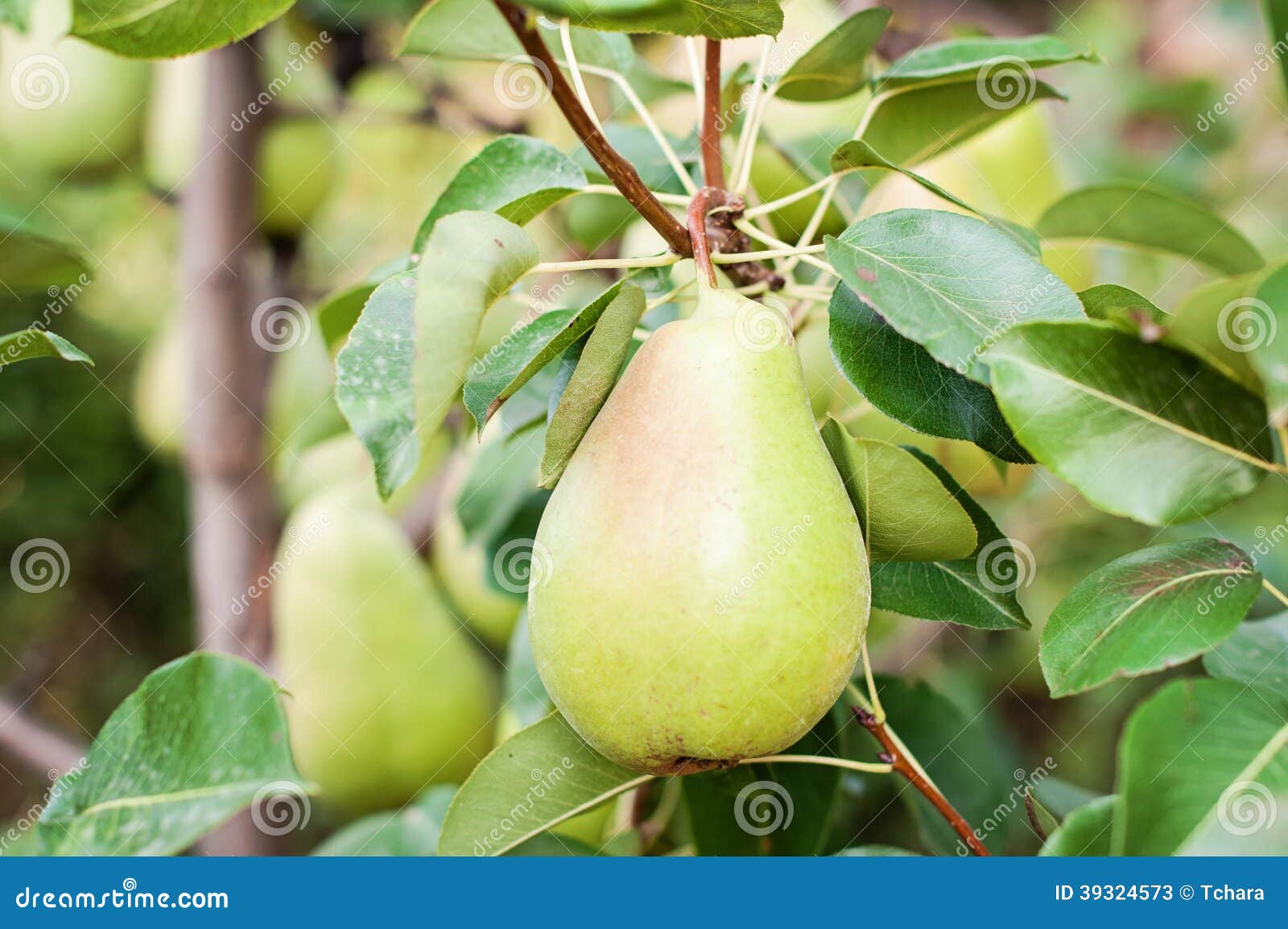 Peer op de boom stock afbeelding. Image of zoet, vrucht - 39324573