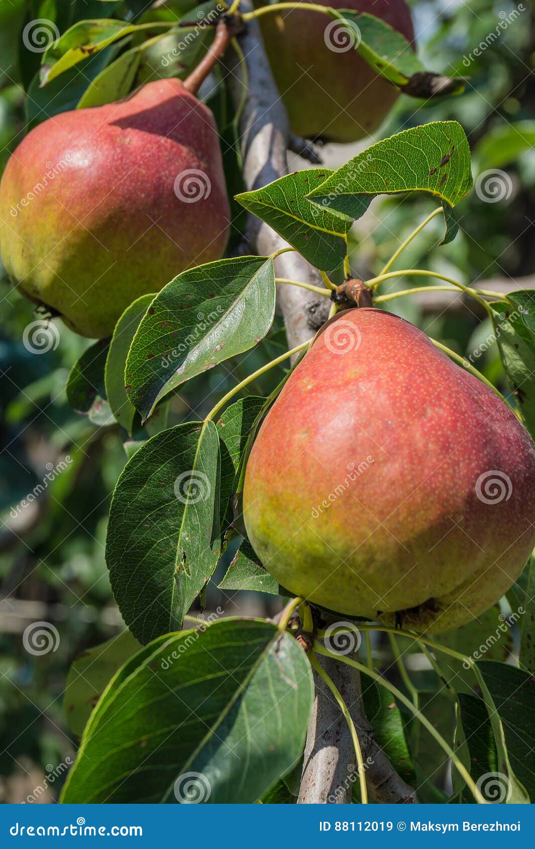 Peer op de boom stock afbeelding. Image of zoet, buiten - 88112019