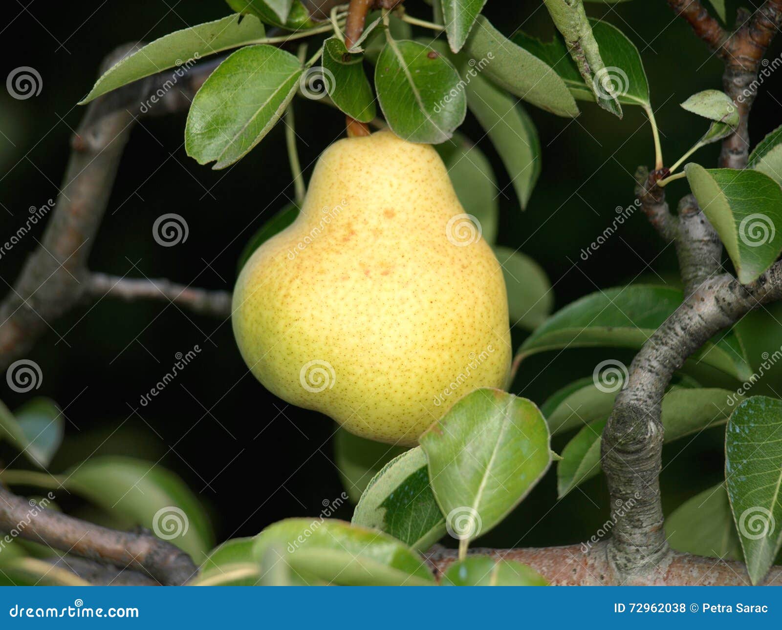 Peer op een boom stock foto. Image of blad, voedsel, naughty - 72962038