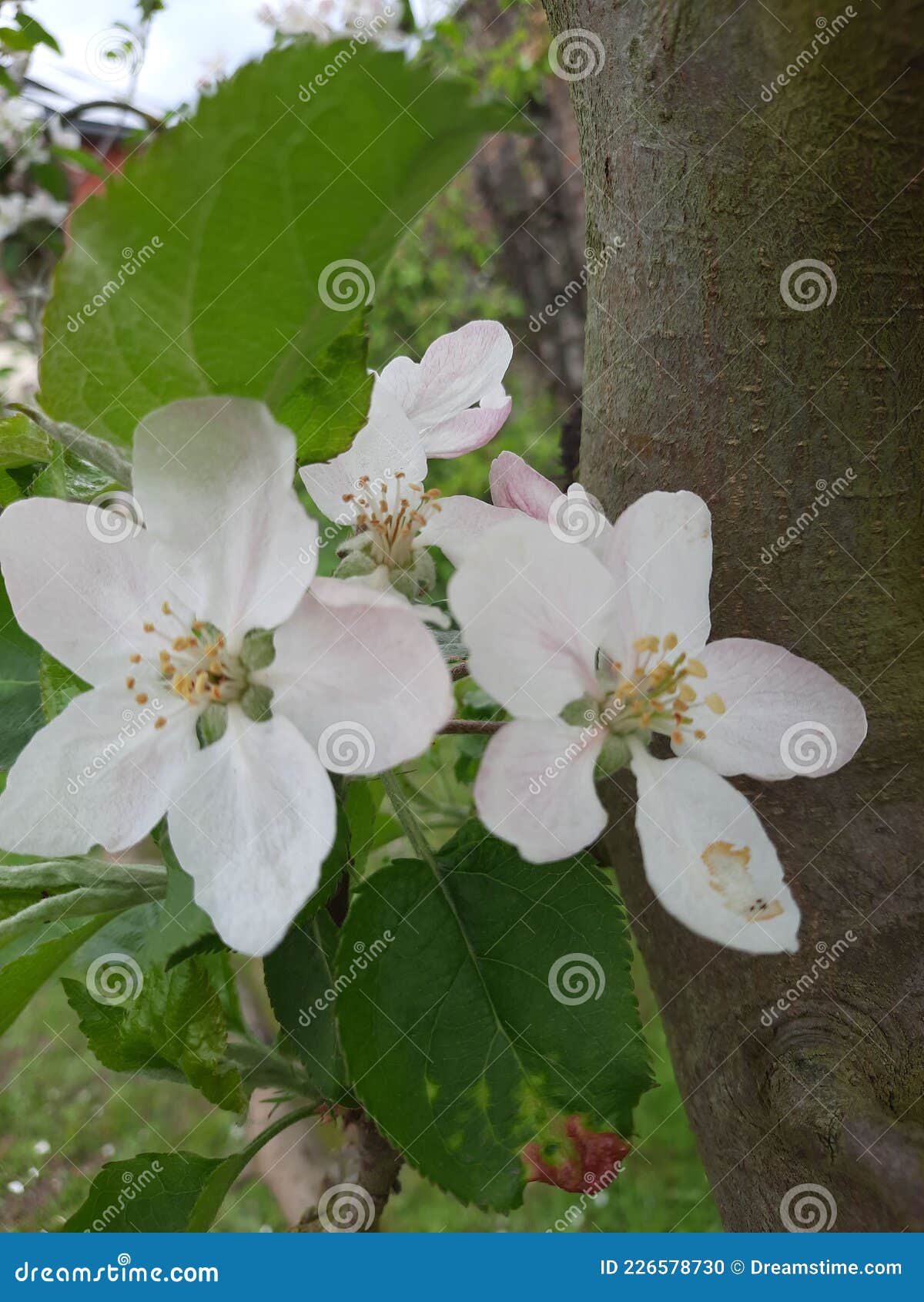 Peer tree flowers stock photo. Image of peer, leaf, shrub - 226578730