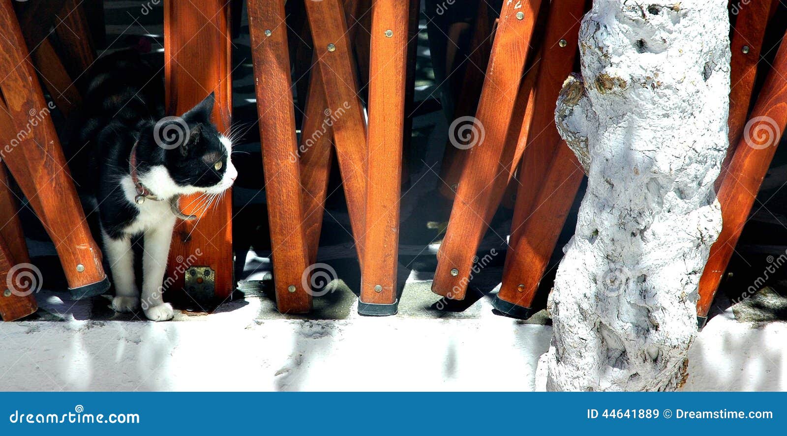 Peering Cat stock image. Image of white, peering, underneath - 44641889