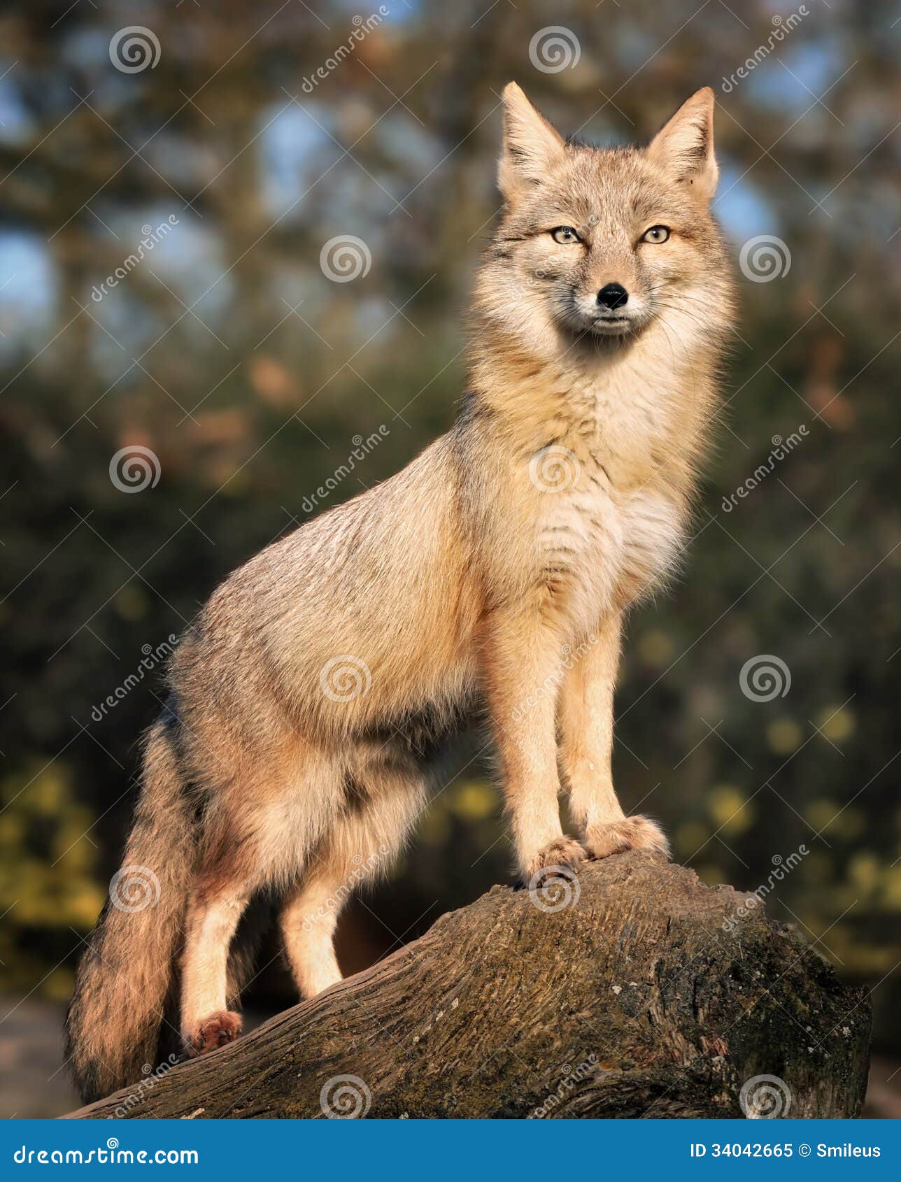 Peering Fox stock image. Image of smart, mammal, protection - 34042665