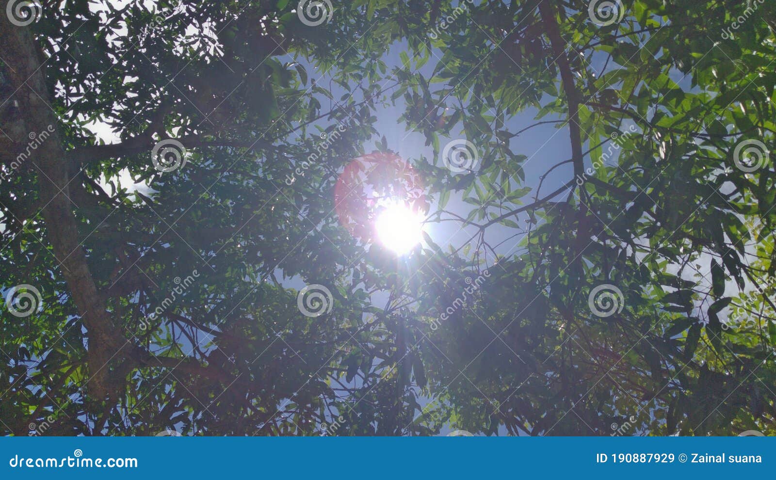 Peering at the Sun between the Leaves Under the Trees Stock Image ...