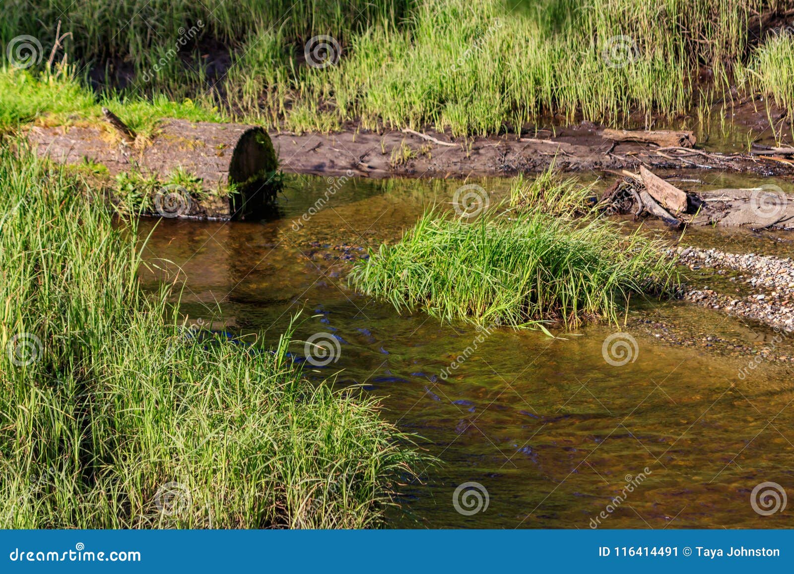 River through Grass Clearing Stock Image - Image of beauty, cascades ...