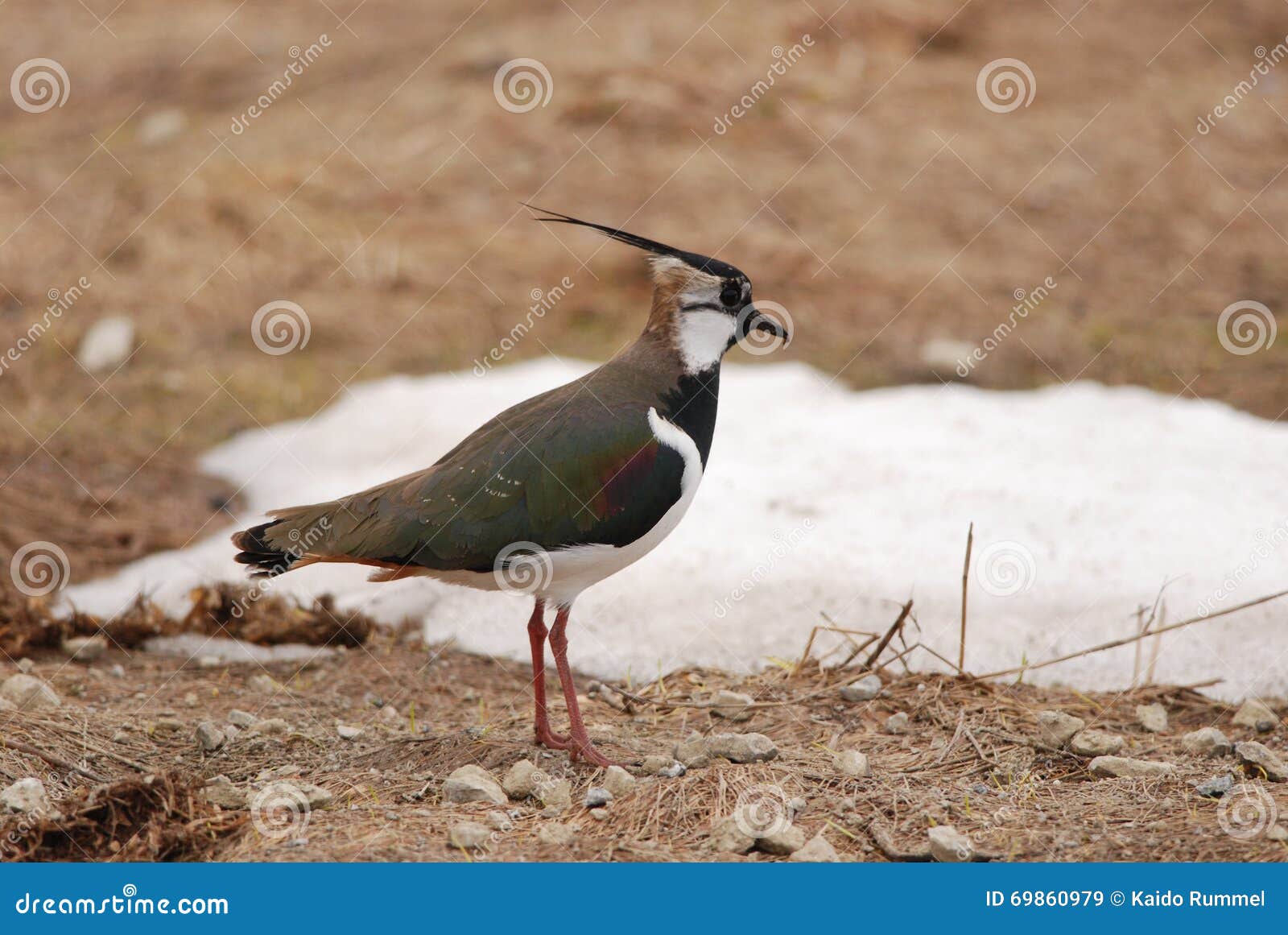 Peewit stock image. Image of nature, close, profile, patch - 69860979
