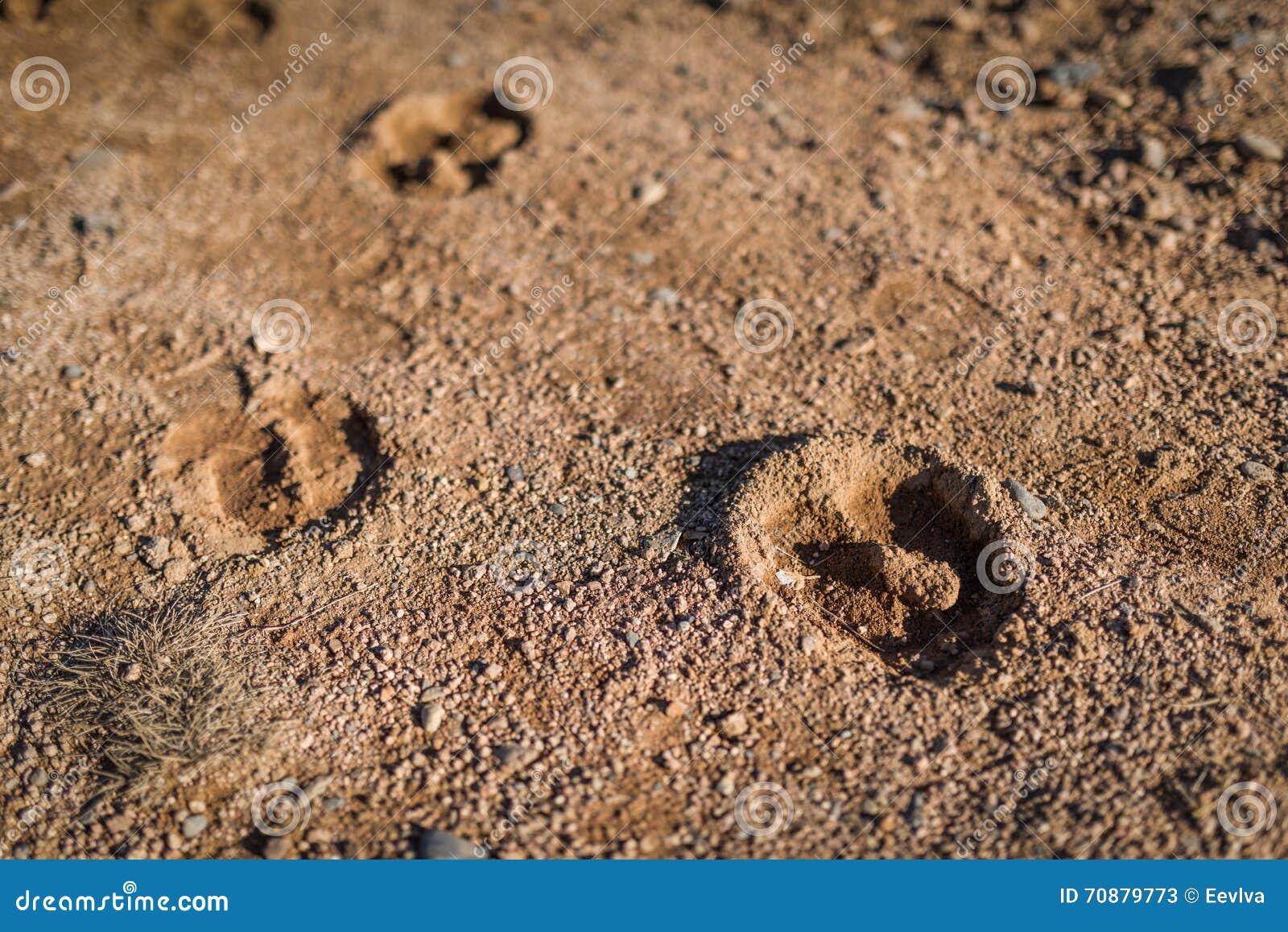 Pegada animal na lama imagem de stock. Imagem de predador - 70879773