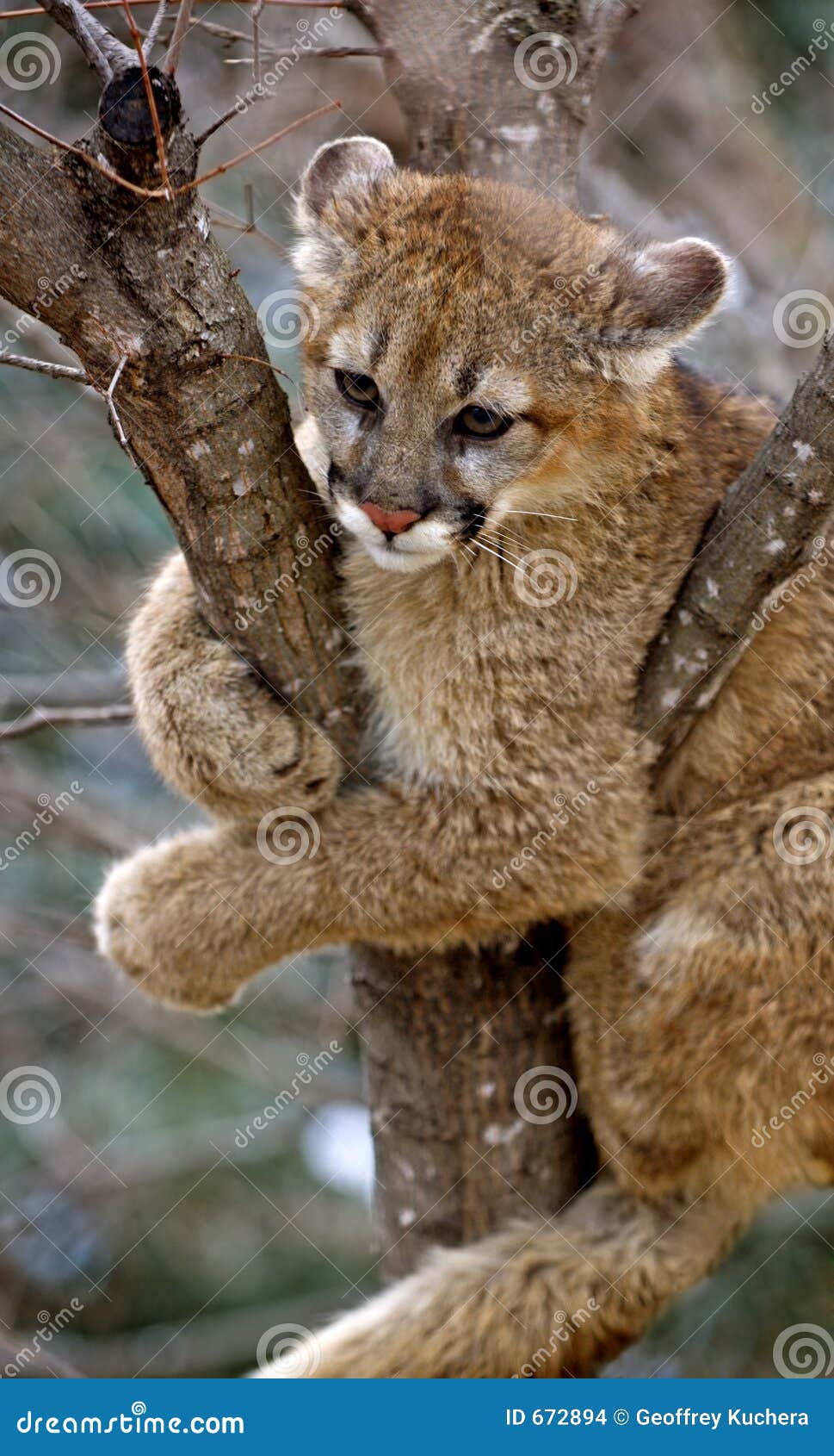 Pegado - Puma (Felis Concolor) Foto de archivo - Imagen de gato ...