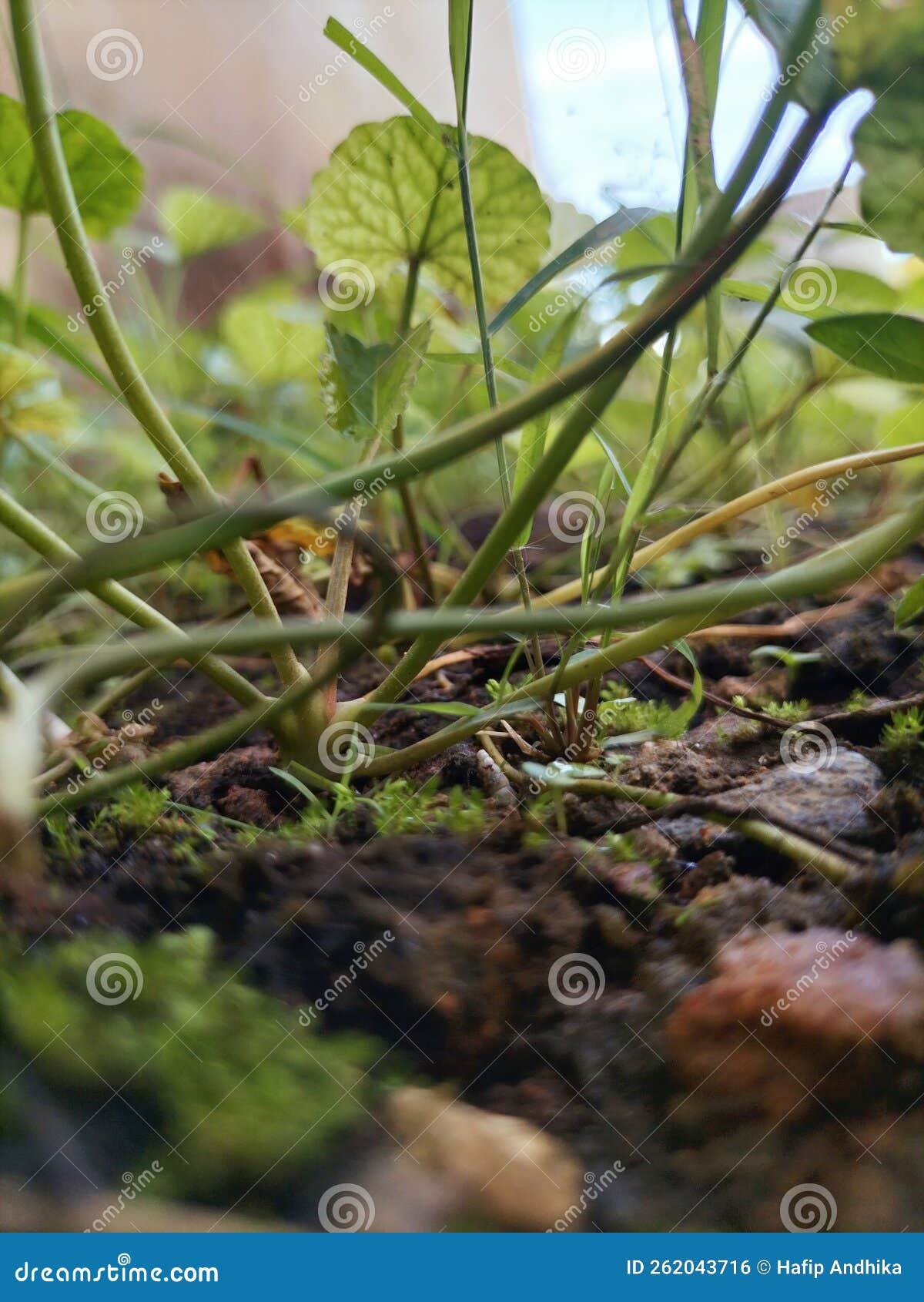 Pegaga Plant Lush Green Color Stock Photo - Image of pegaga, plant ...