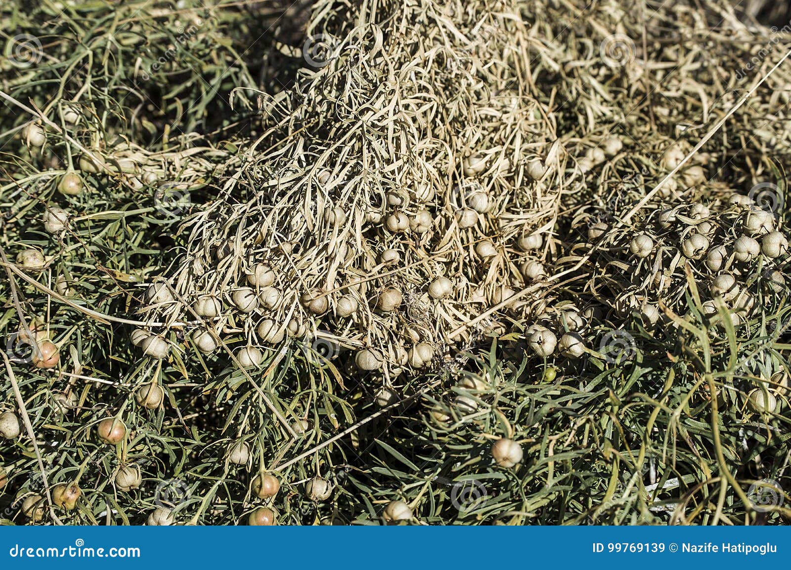 Peganum Harmala Or Harmal Seeds. Stock Photo | CartoonDealer.com #205306038