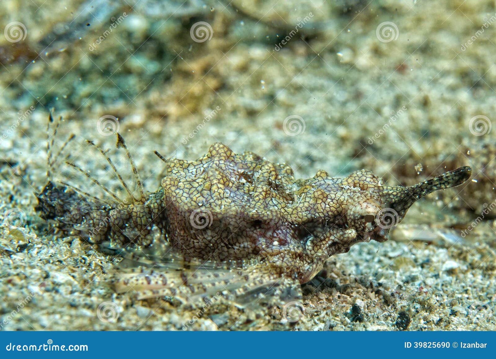 Pegasus Fish Portrait stock photo. Image of ocean, life - 39825690