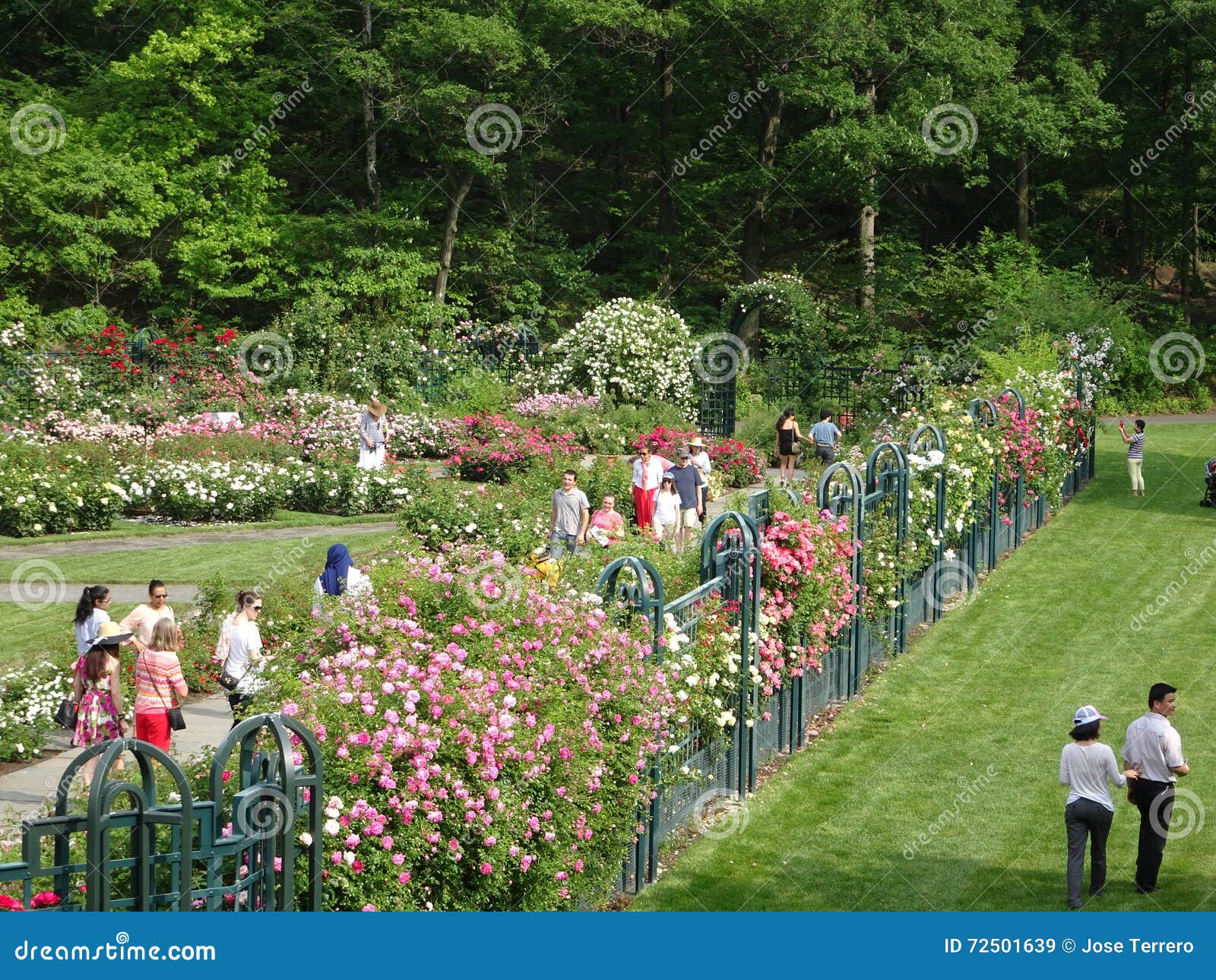 Peggy Rockefeller Rose Garden 9 Imagen de archivo editorial - Imagen de ...