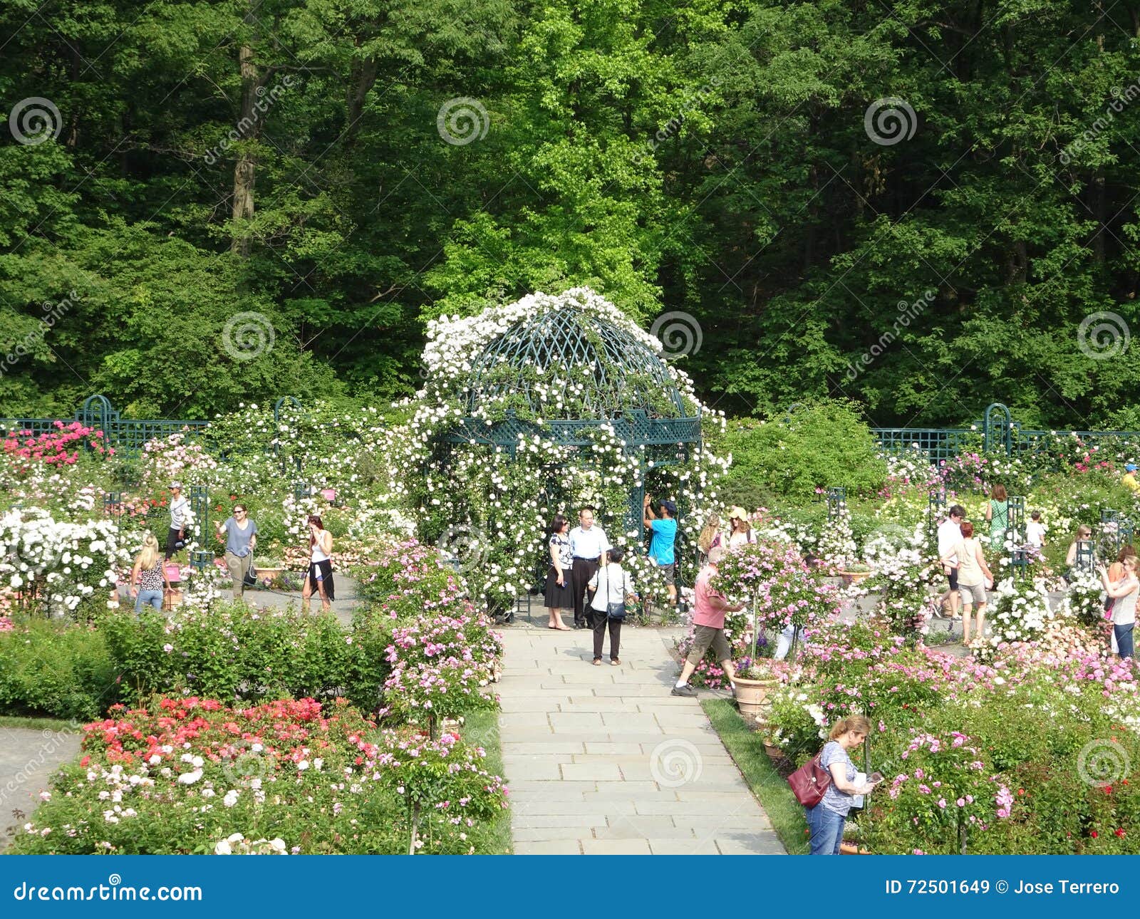 Peggy Rockefeller Rose Garden 10 Imagem de Stock Editorial - Imagem de ...