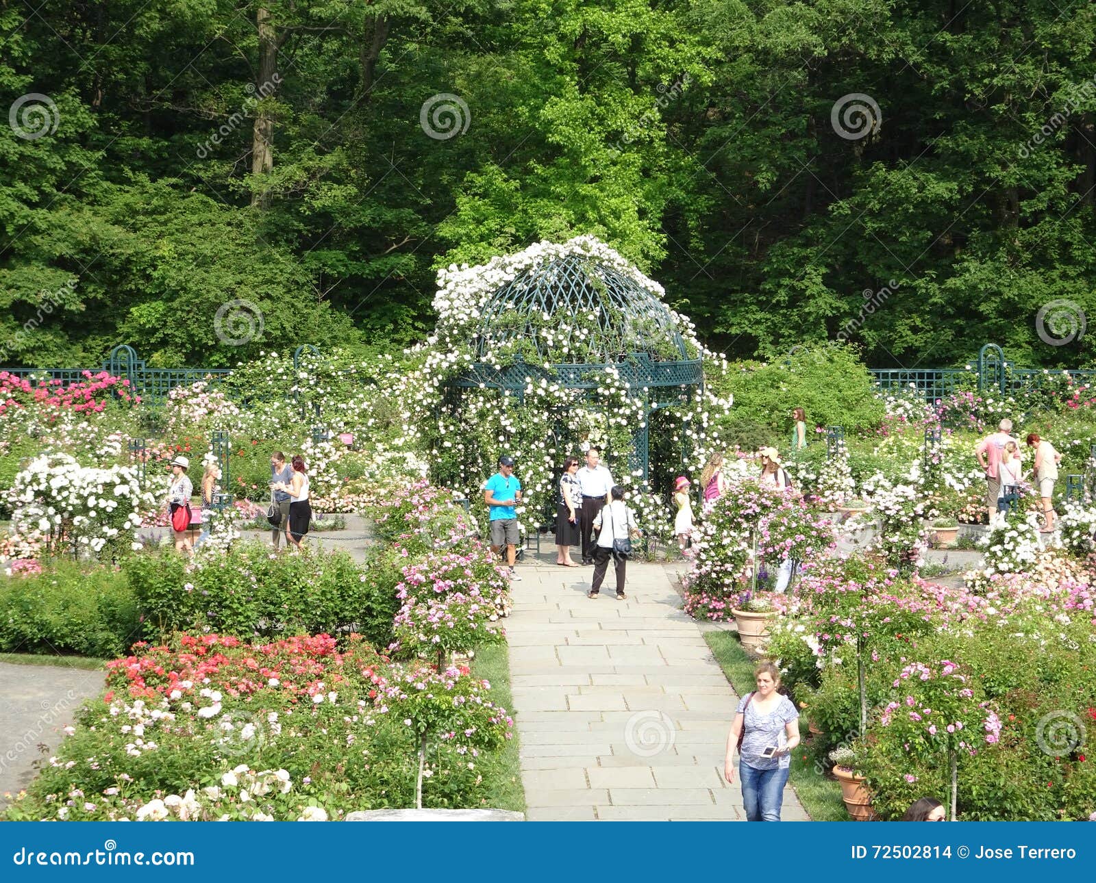 Peggy Rockefeller Rose Garden 36 Imagen de archivo editorial - Imagen ...