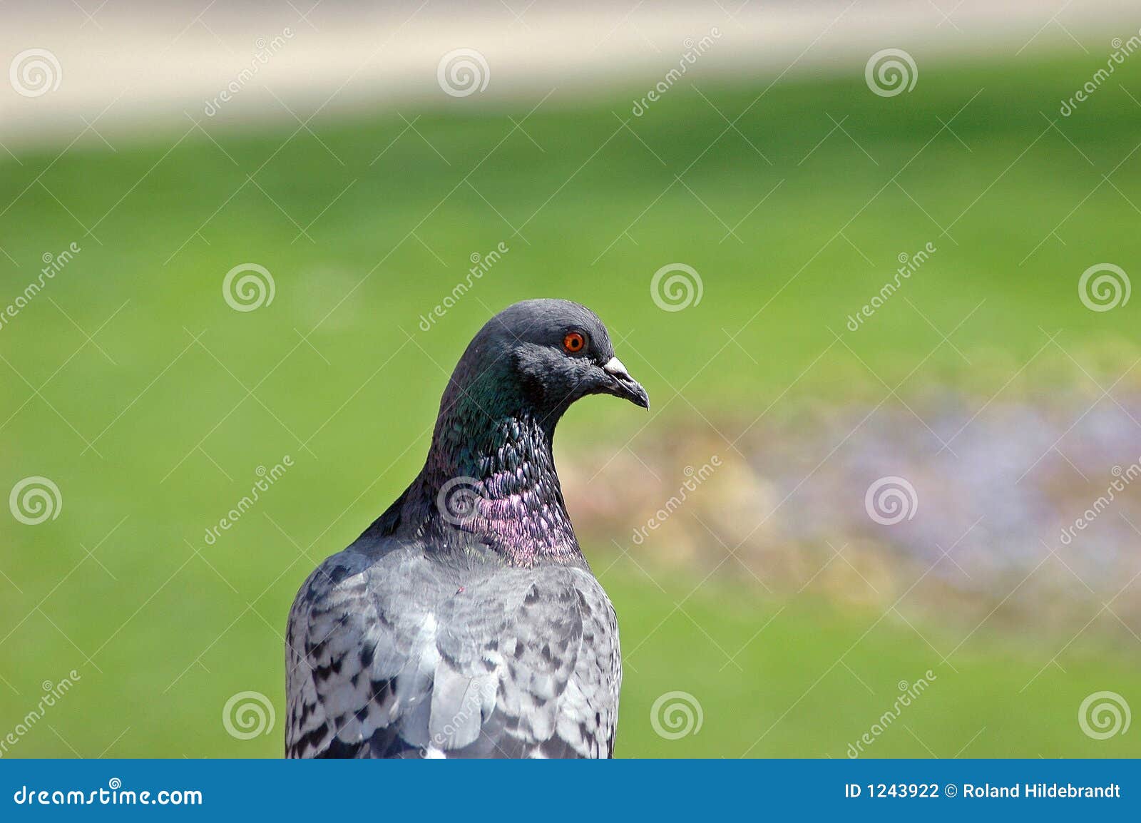The pegion stock photo. Image of sitting, allone, green - 1243922