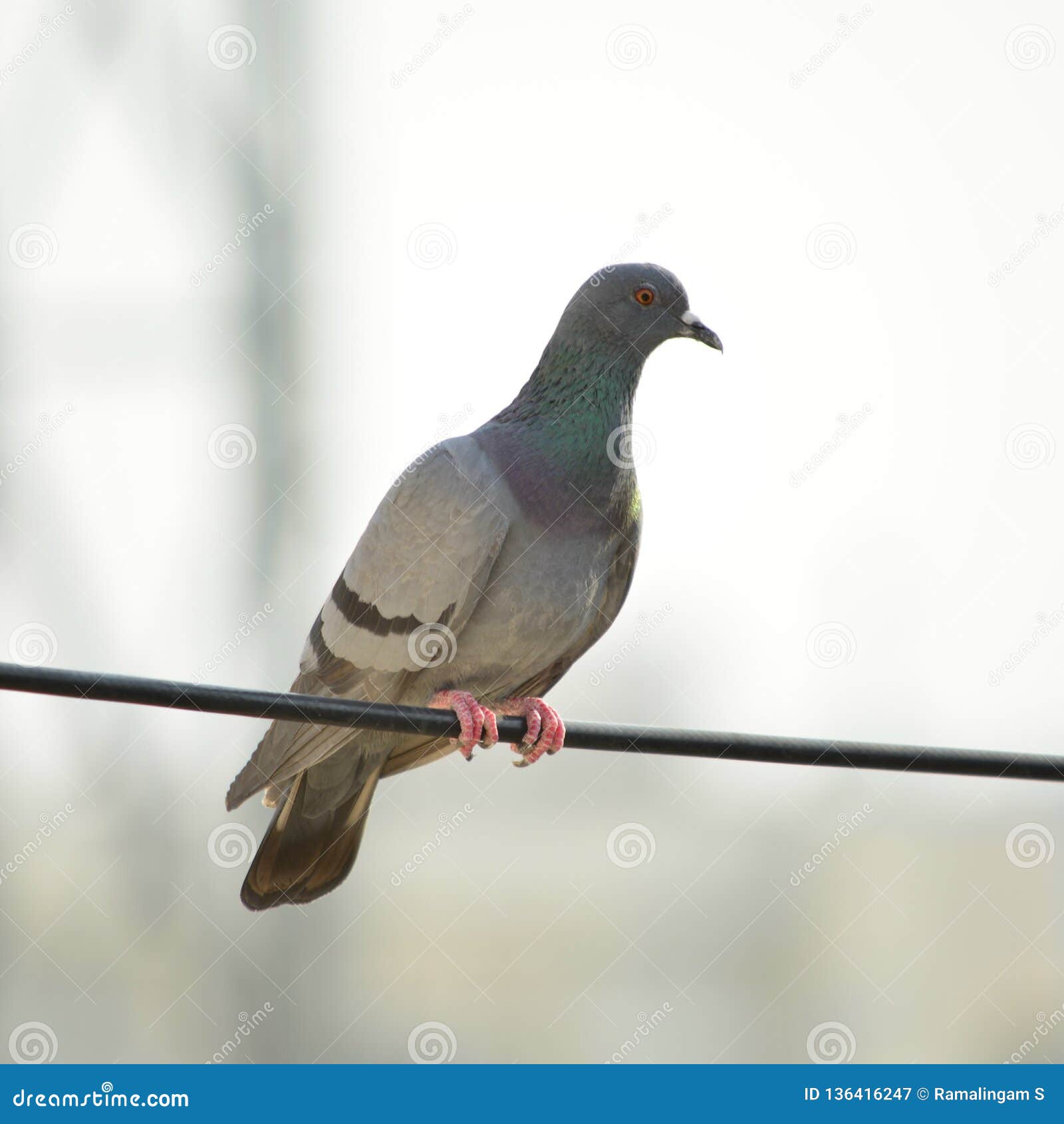 Pegion imagem de stock. Imagem de delgado, gêneros, pombos - 136416247