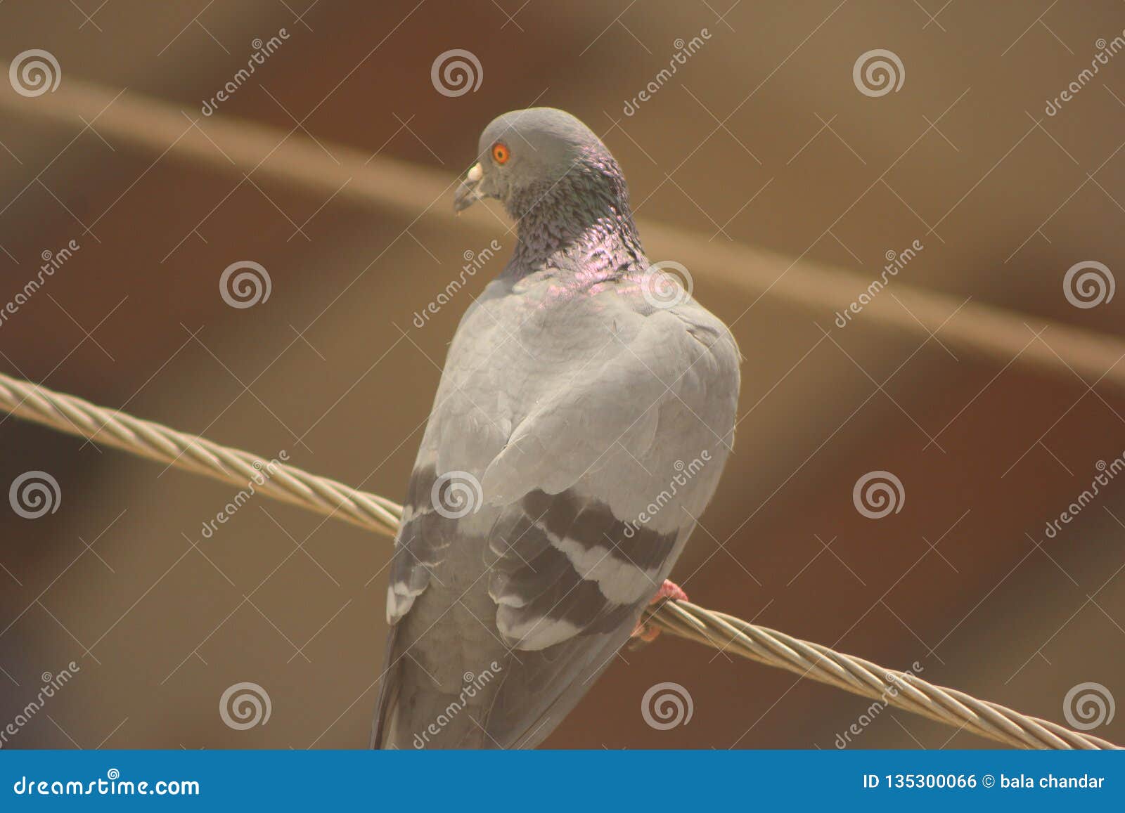 Pegion stock photo. Image of birds, animals, peace, pegion - 135300066