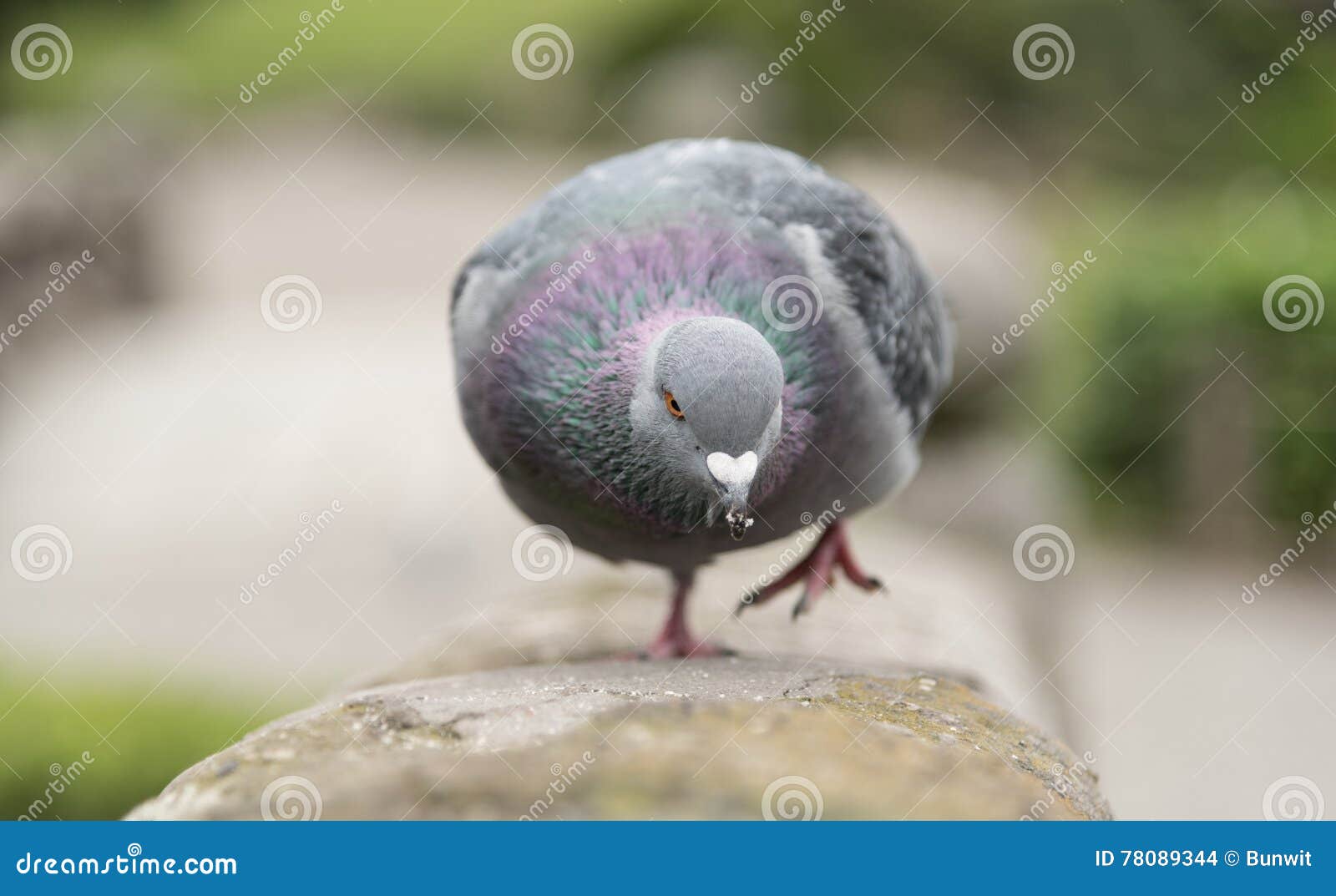 Pegions in garden stock photo. Image of dove, pigeon - 78089344