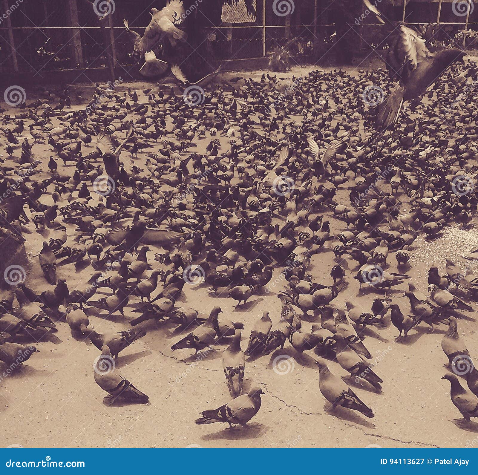 Pegions stock image. Image of pegions, lots, ventage - 94113627