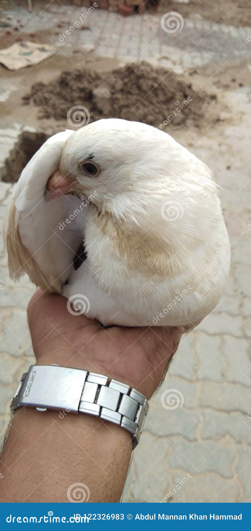 Peigen stock image. Image of peigen, black, tale, pigeon - 122326983