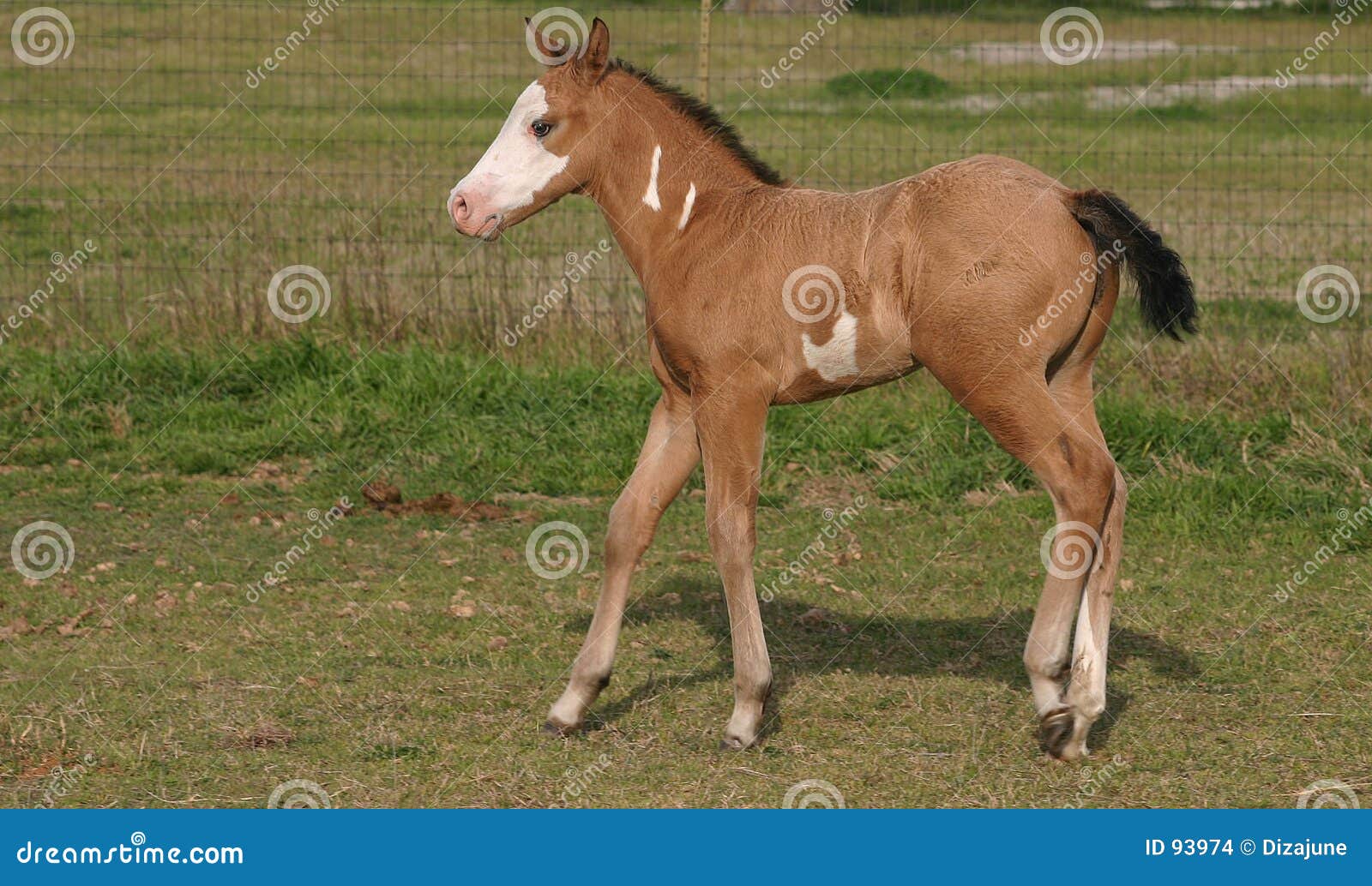 Peignez le colt photo stock. Image du ressort, promenade - 93974