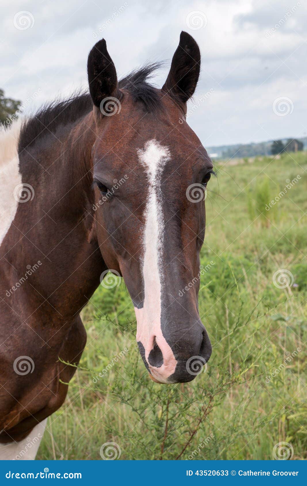 Peignez Le Visage De Cheval Image stock - Image du sauvetage, yeux ...