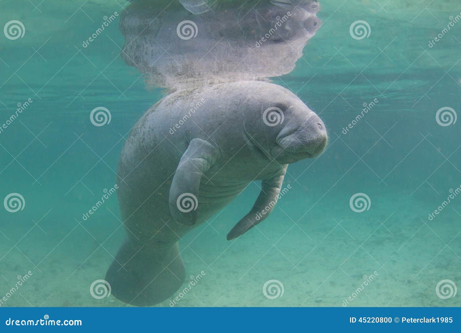 Peixe-boi De Florida Subaquático Foto de Stock - Imagem de snorkel ...