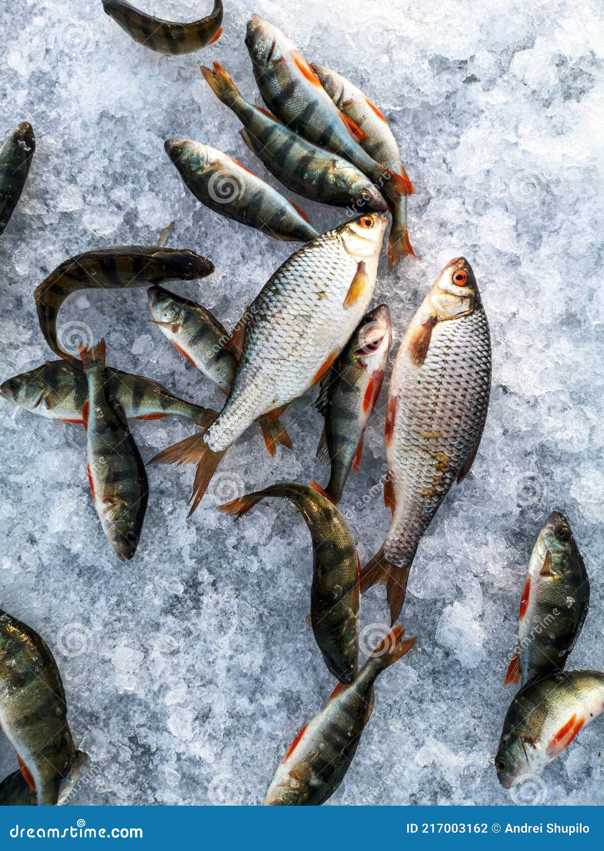 Peixe Capturado No Gelo No Inverno. Foto de Stock - Imagem de inverno ...