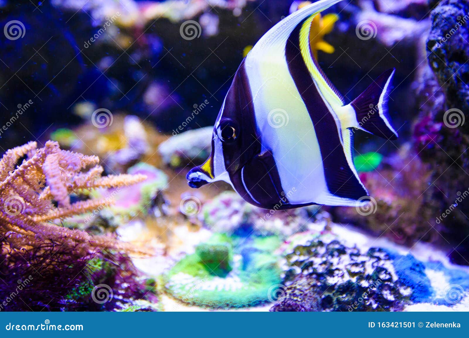 Peixe do mar tropical imagem de stock. Imagem de coral - 163421501