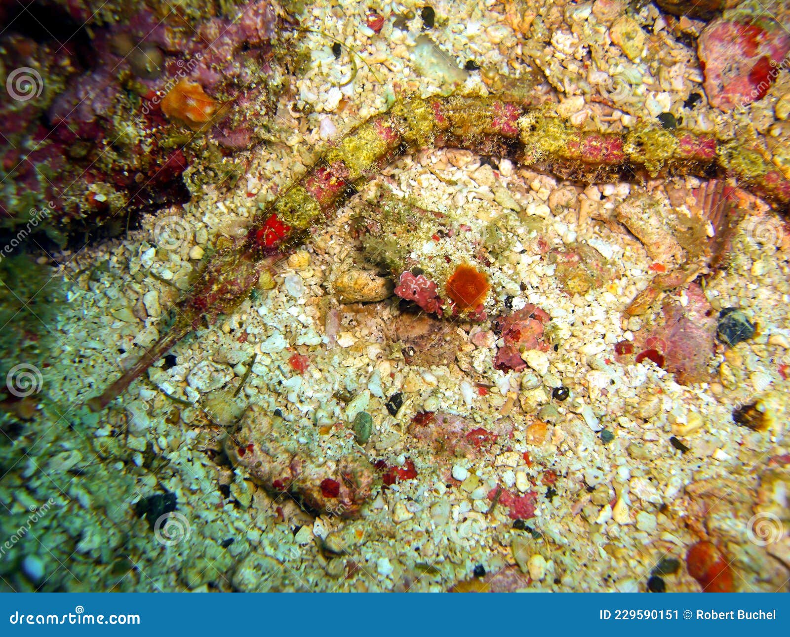 Peixe-espada No Mar De Filipino 522012 Imagem de Stock - Imagem de ...