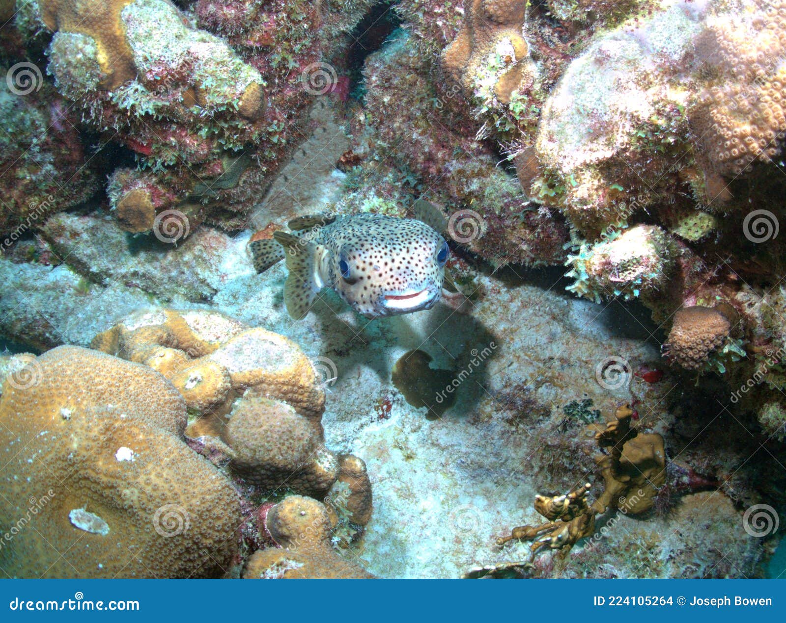 Peixe-espinho foto de stock. Imagem de wildlife, oceano - 224105264