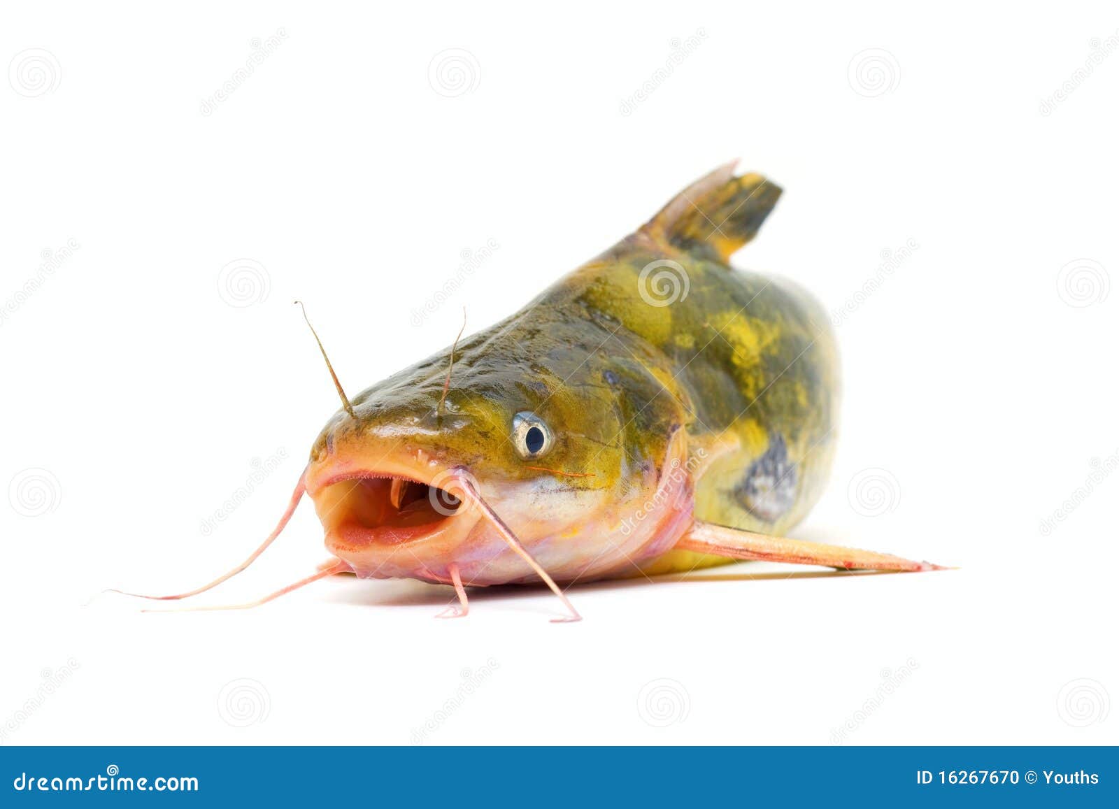 Peixe-gato foto de stock. Imagem de animais, ouro, animal - 16267670