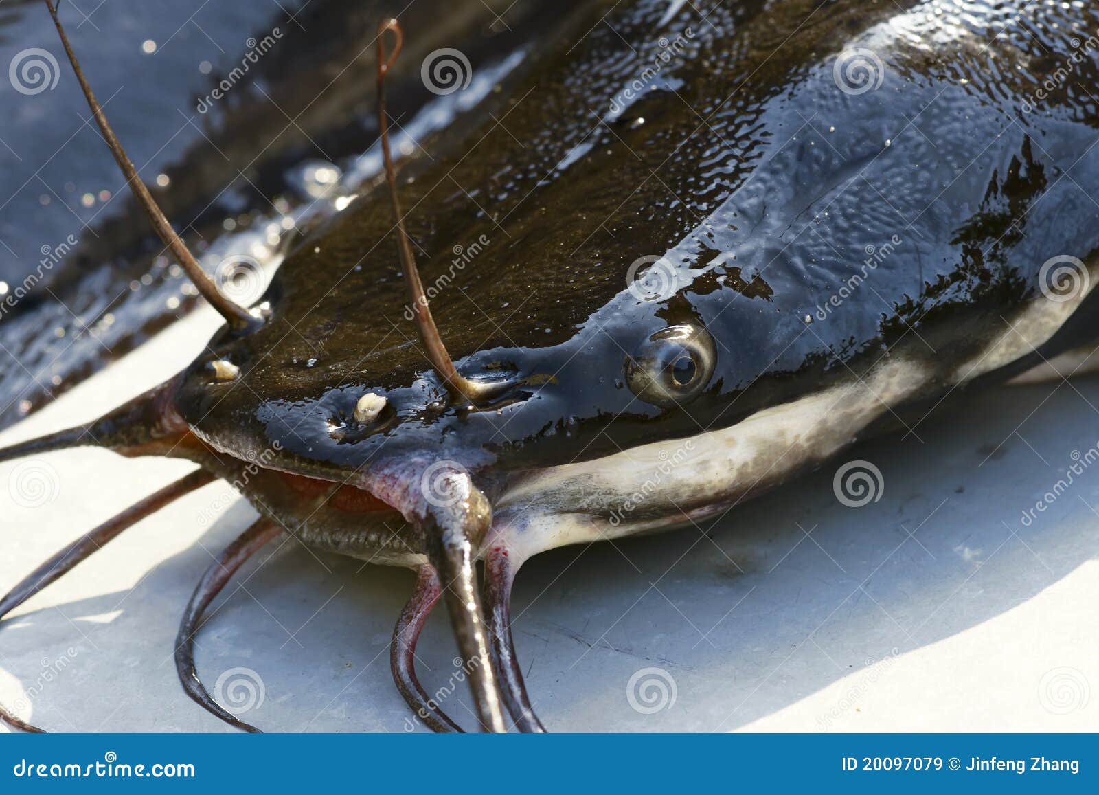 Peixe-gato imagem de stock. Imagem de marinho, freshwater - 20097079