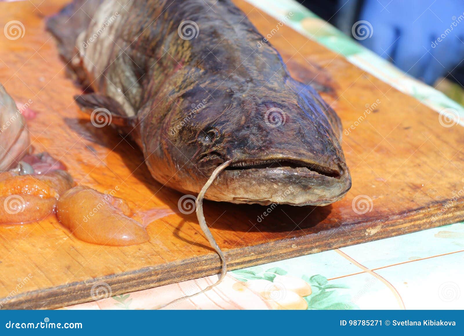 Peixes Com Um Bigode Fotos - Fotos de Stock Gratuitas e Fotos Royalty ...