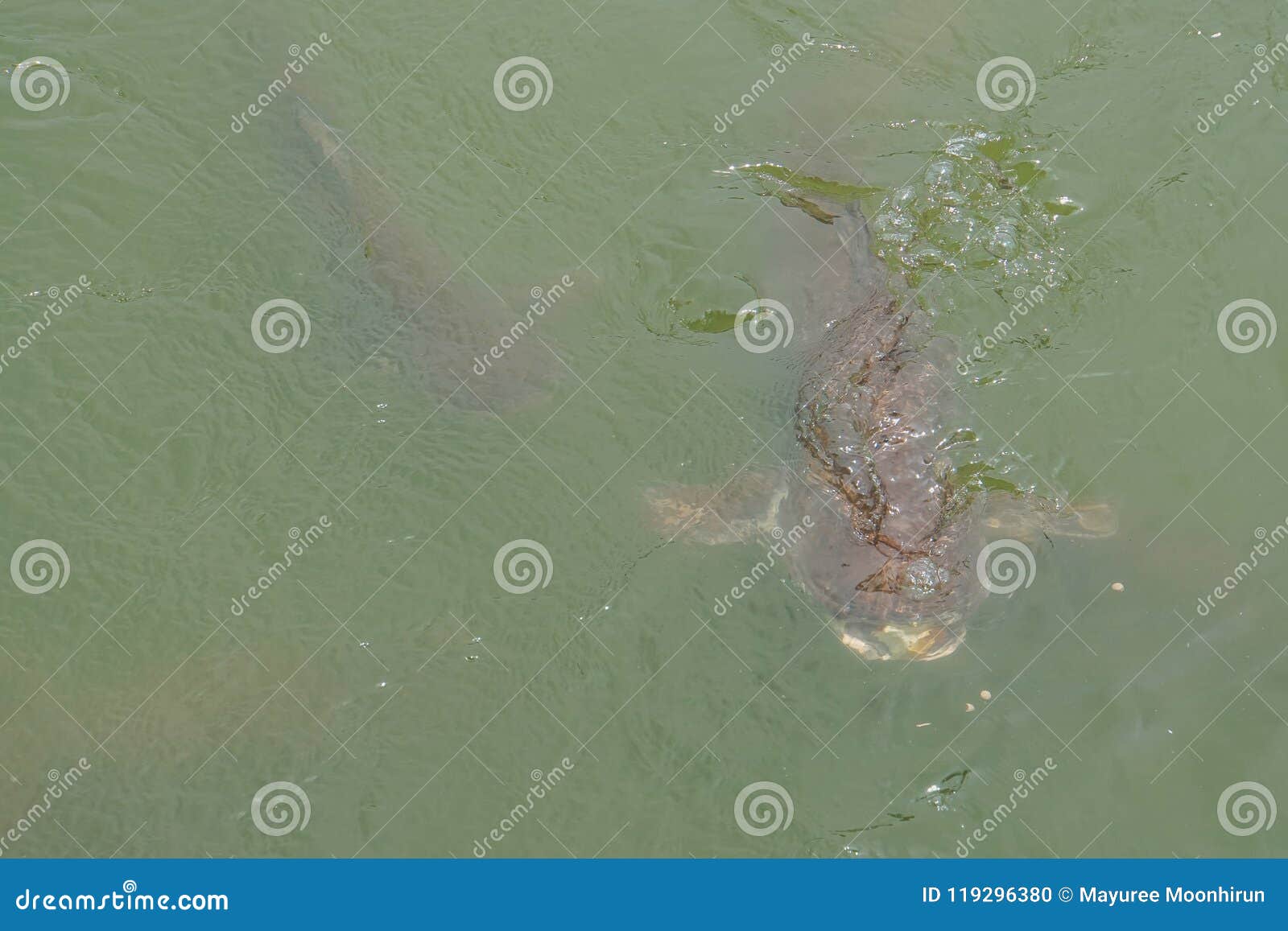 Peixe-gato Grande No Rio Limpo Foto de Stock - Imagem de fresco ...