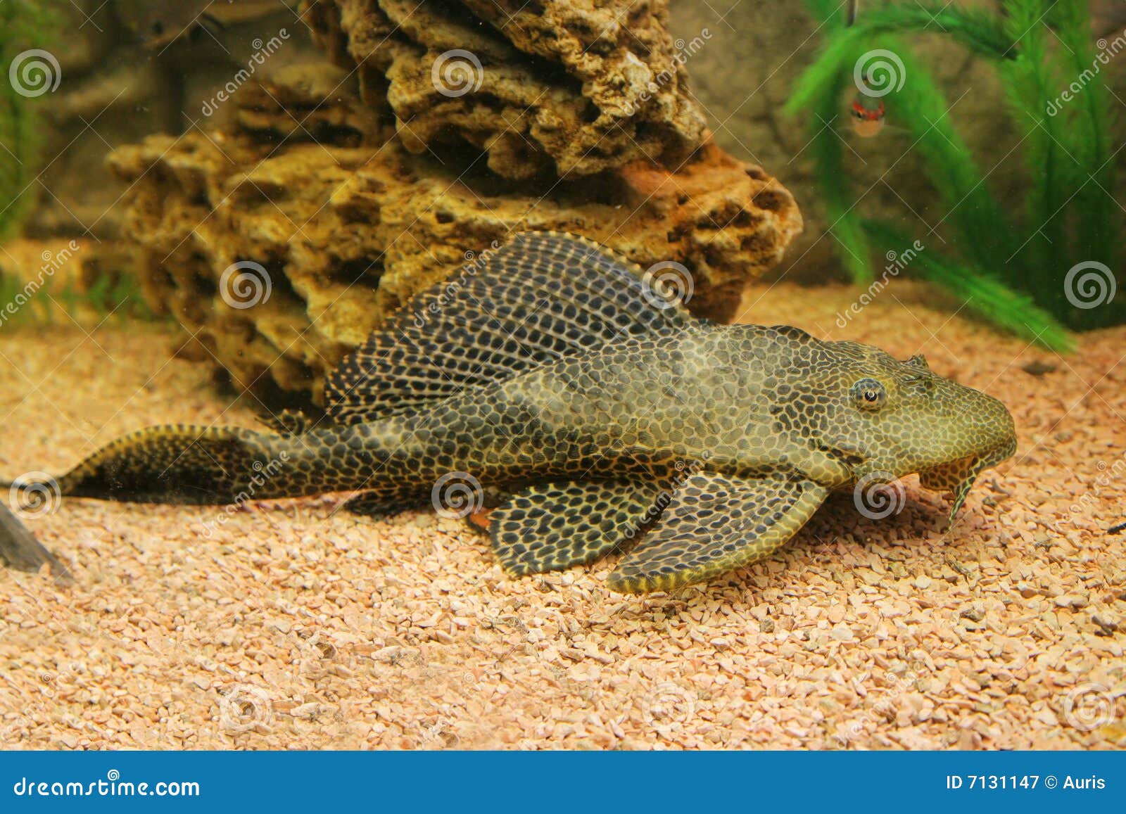 Peixe-gato tropical imagem de stock. Imagem de vida, oceano - 7131147