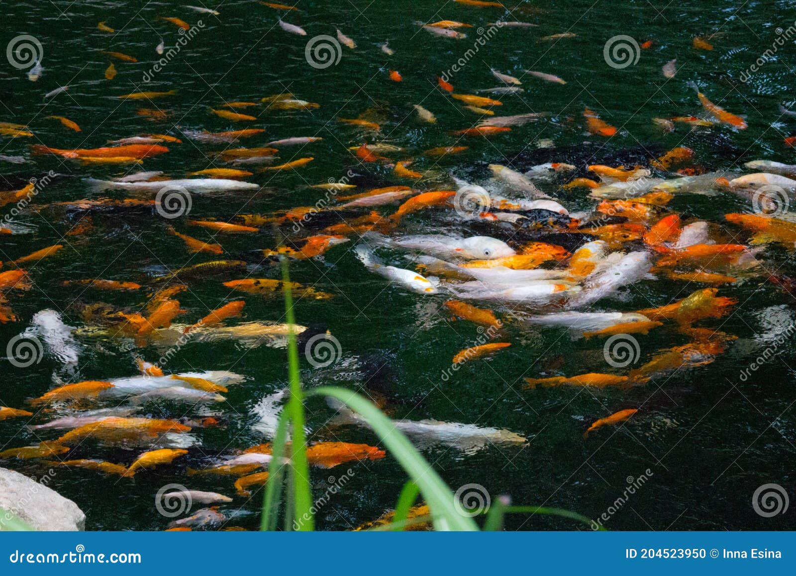 Peixe koi foto de stock. Imagem de marinho, nave, tradicional - 204523950