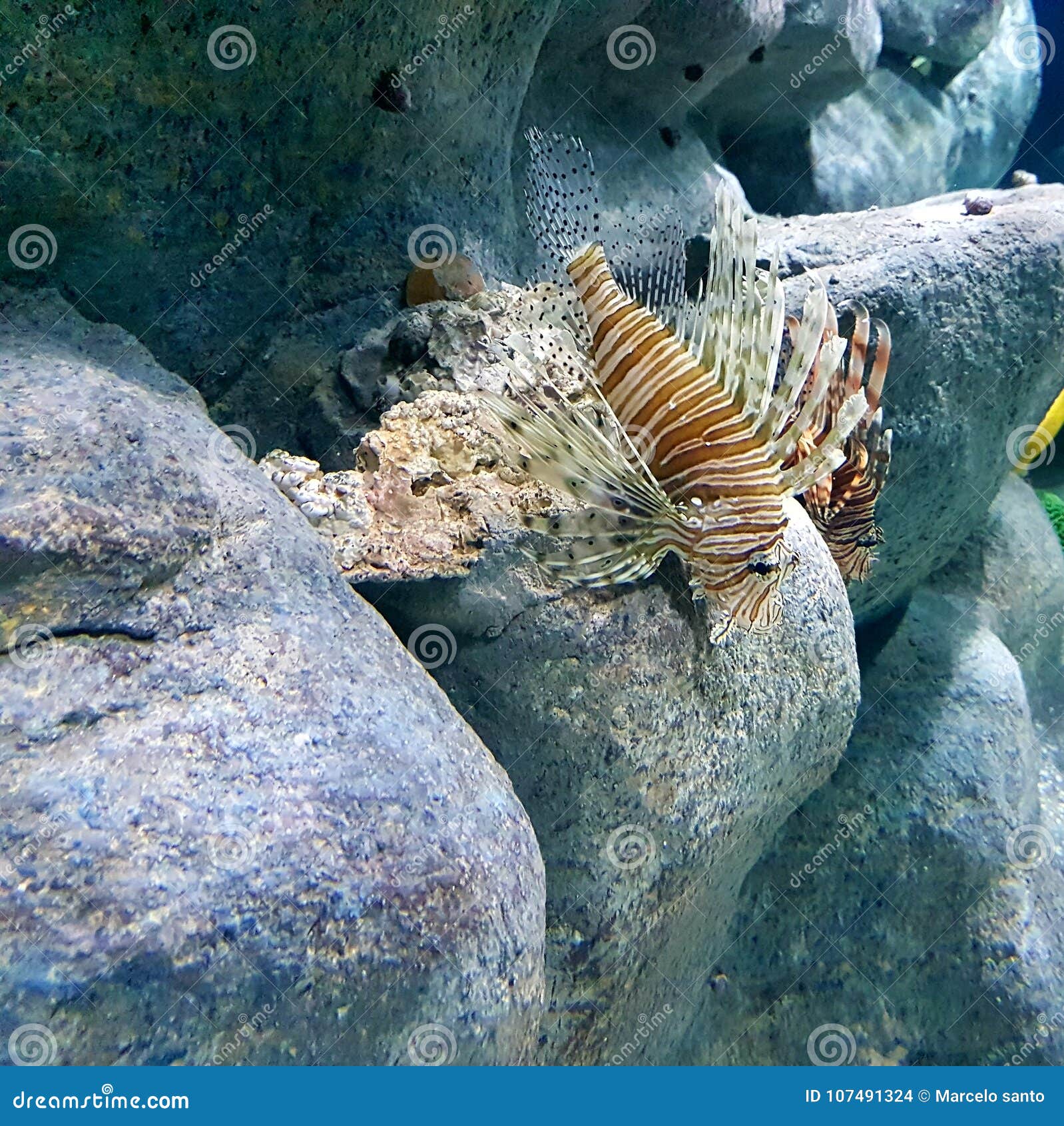 Peixe mar stock photo. Image of pesca, oceano, peixe - 107491324