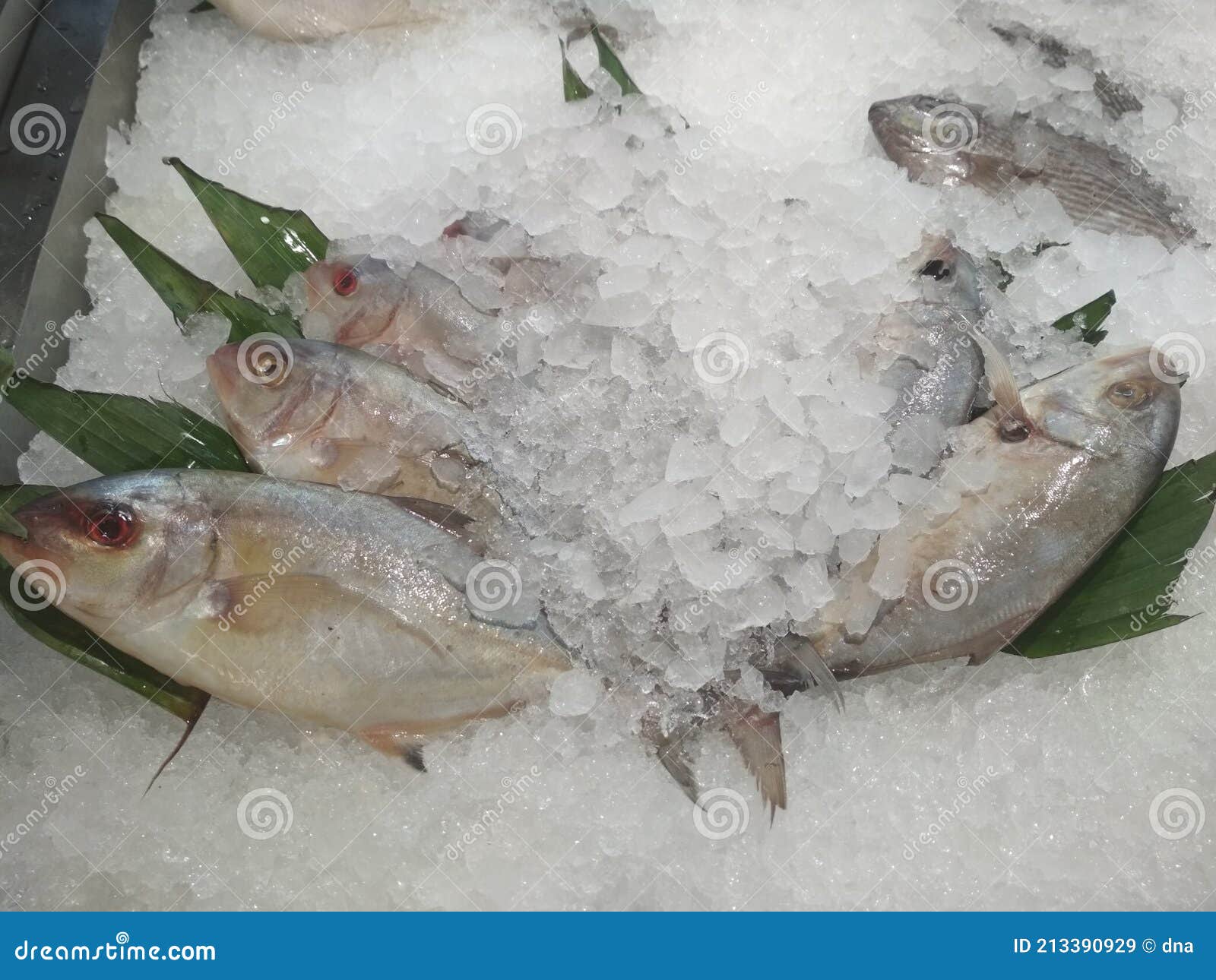 Peixe no gelo imagem de stock. Imagem de animal, marisco - 213390929